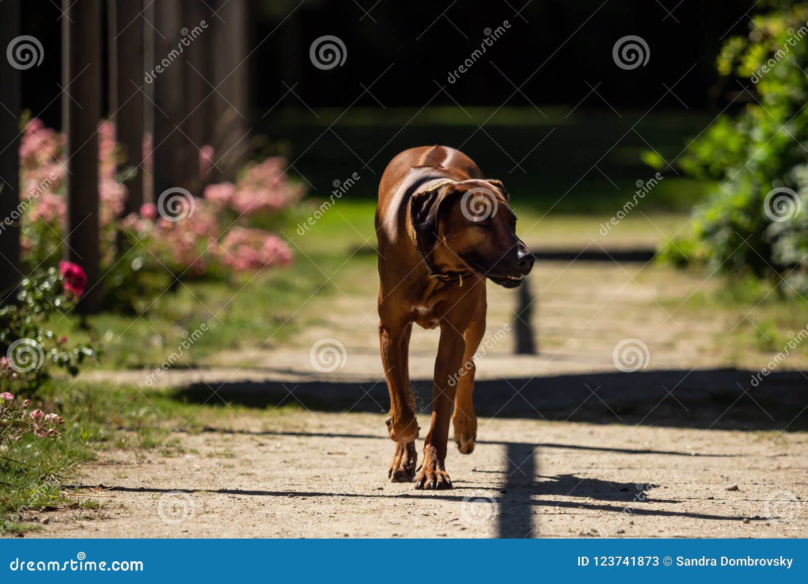 A Beautiful Rhodesian Ridgeback Runs Towards the Camera Stock Image ...