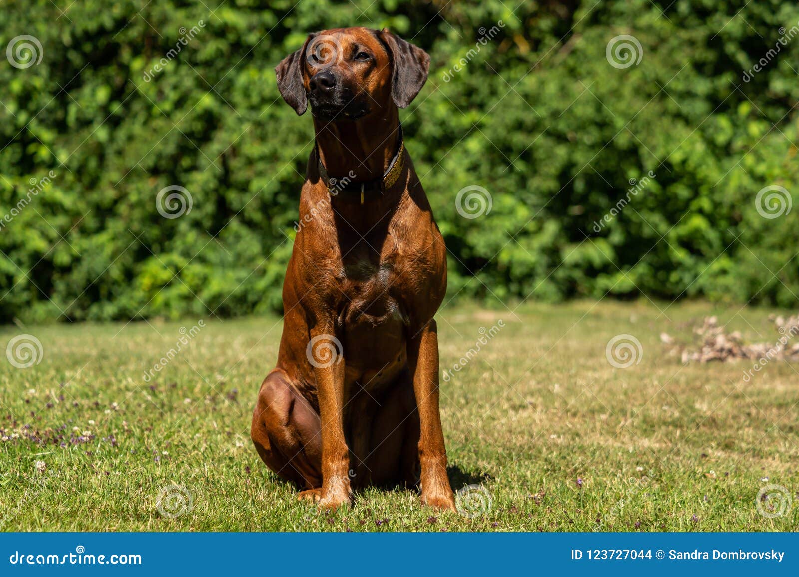 A Beautiful Rhodesian Ridgeback Sits on the Green Field Stock Photo ...