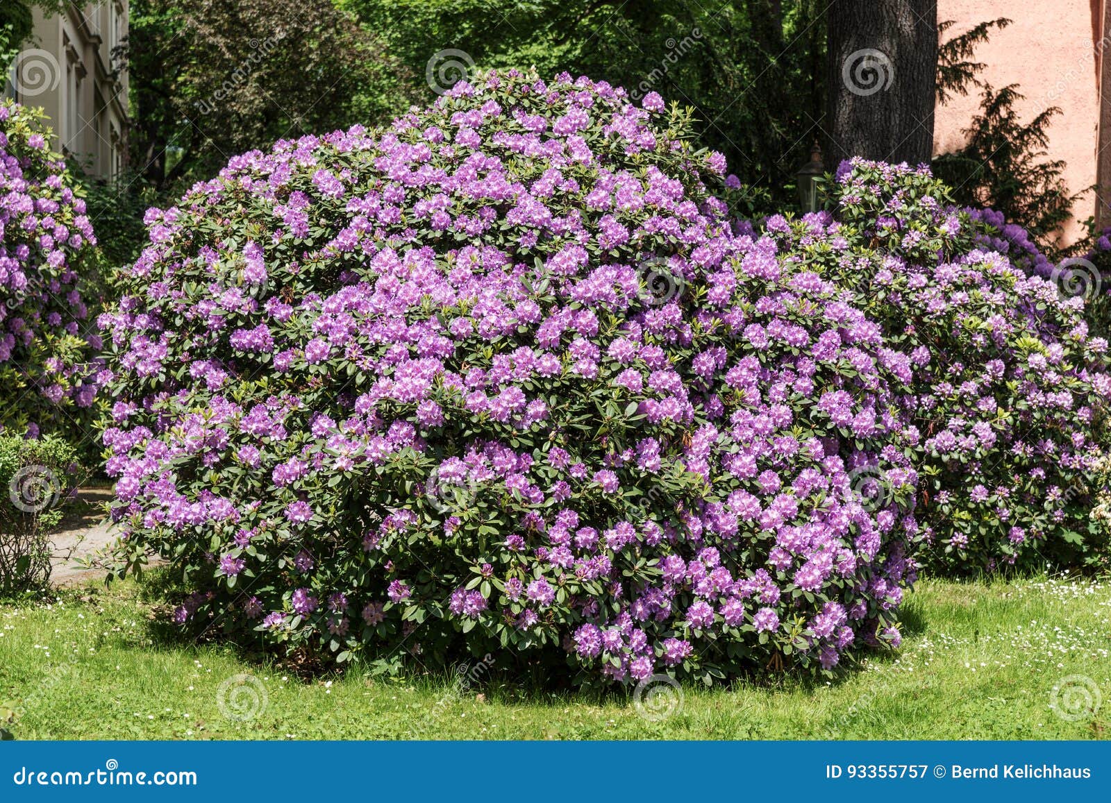 Beautiful Rhododendron Flower Bushes in a Garden Stock Image - Image of ... Beautiful Rhododendron Flower Bushes in a Garden Stock Image - Image of ...