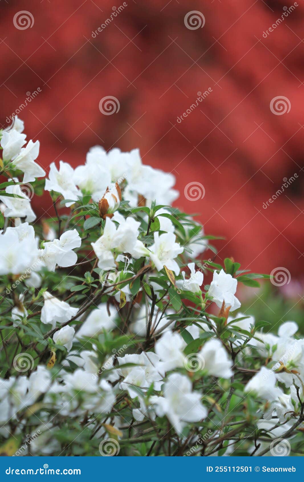 A Beautiful Rhododendron Flower in the Spring Garden Stock Image ...