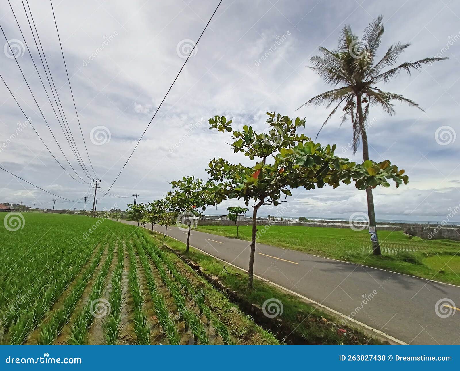 The Beautiful Rice Field on the Beach Stock Photo - Image of flower ...