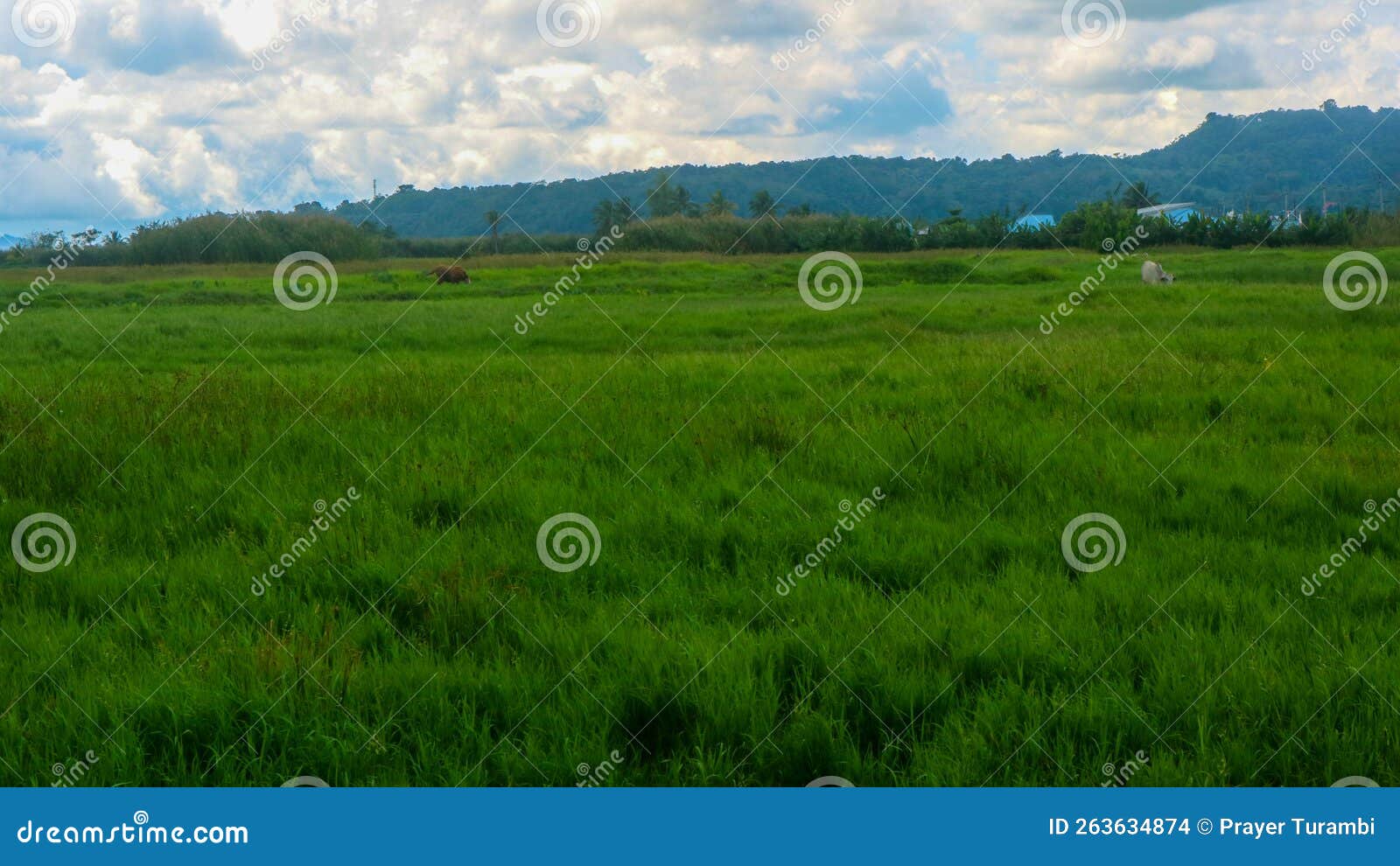 Beautiful Rice Field with Blue Cloudy Sky Stock Photo - Image of field ...