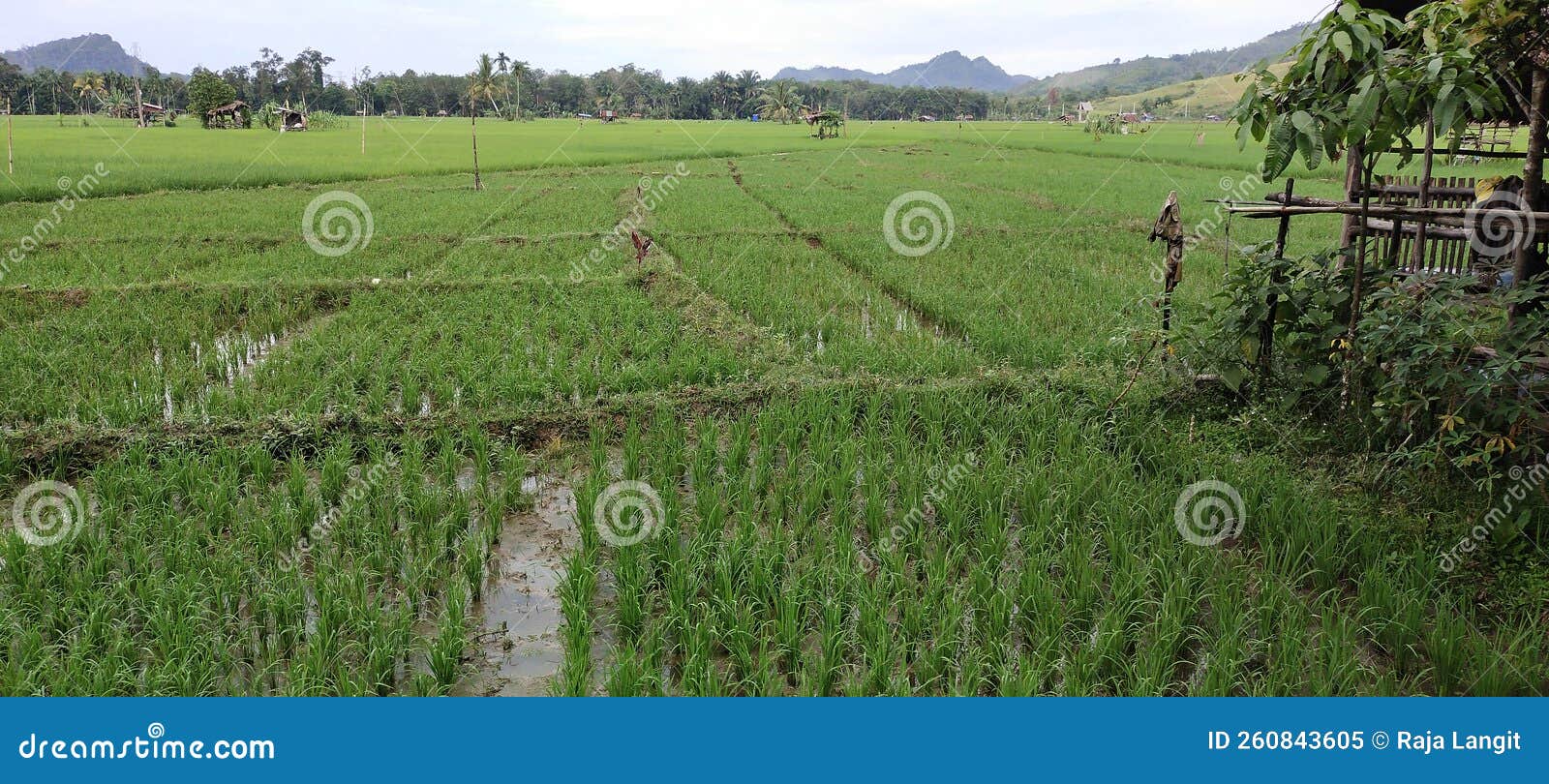 Beautiful rice field day stock image. Image of rice - 260843605