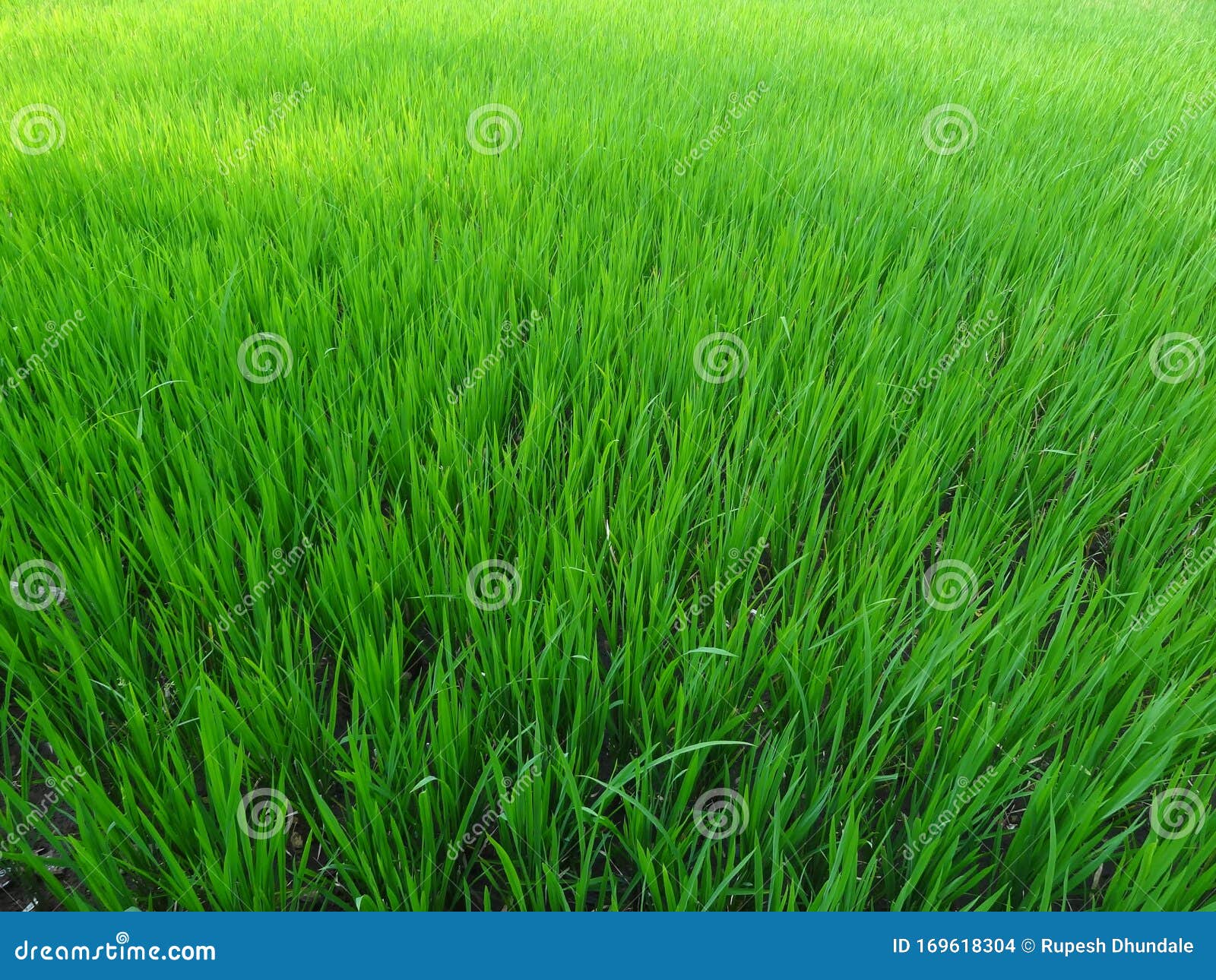 Beautiful Rice Field with Green Grass Greenary Stock Photo - Image of ...