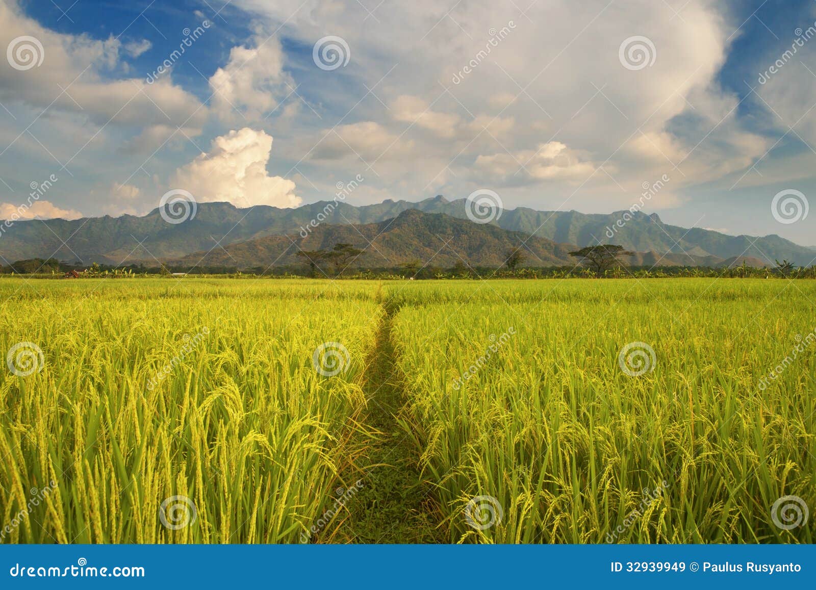 Beautiful Rice Field Landscape Stock Image - Image of forest, outdoor ...