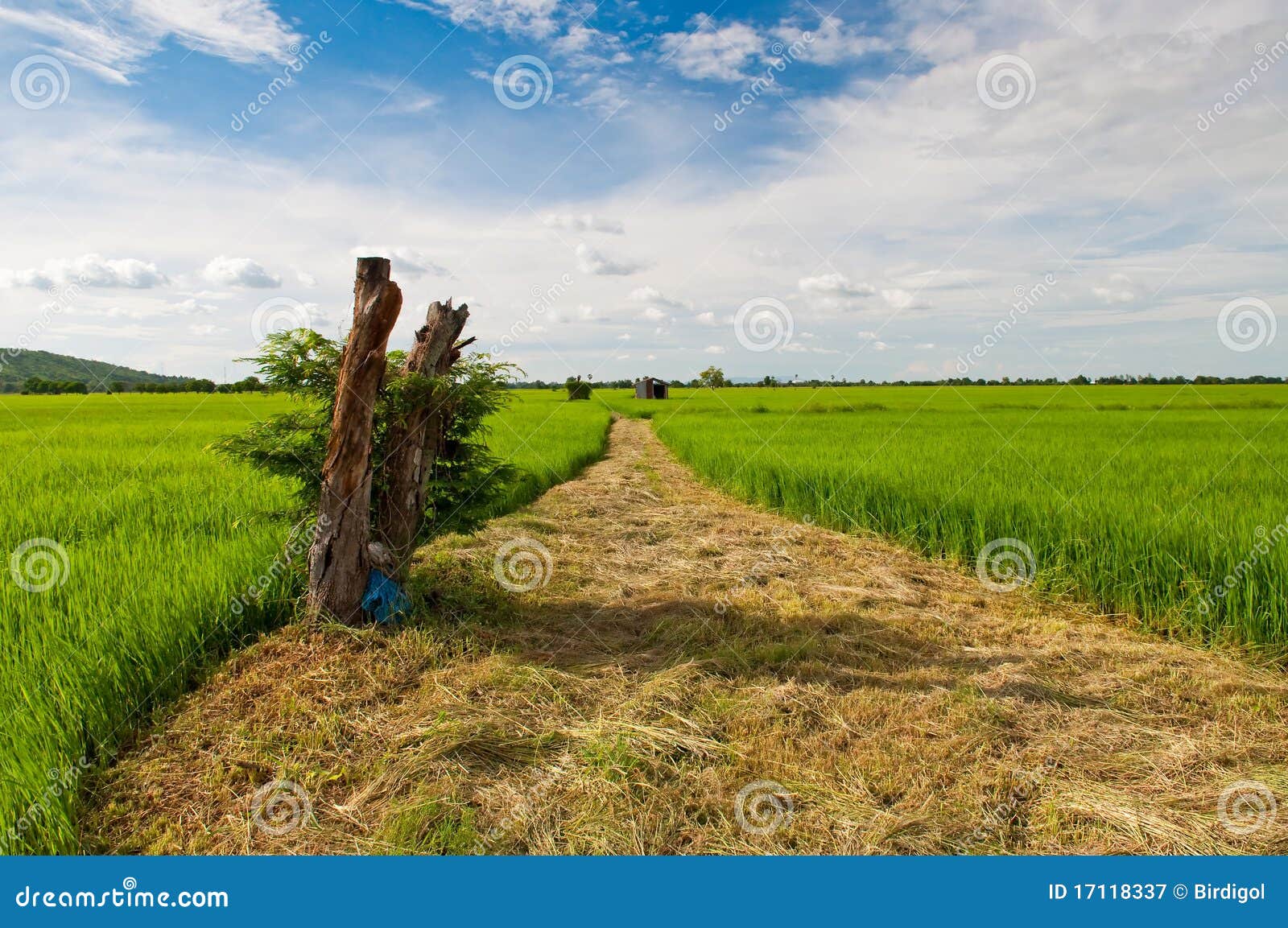 Beautiful Rice Field Over Blue Sky Stock Image - Image of food, grain ...