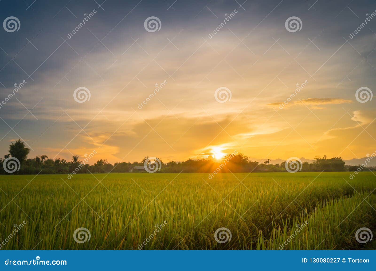 Beautiful Rice Field and Sunset at Thailand. Stock Image - Image of ...