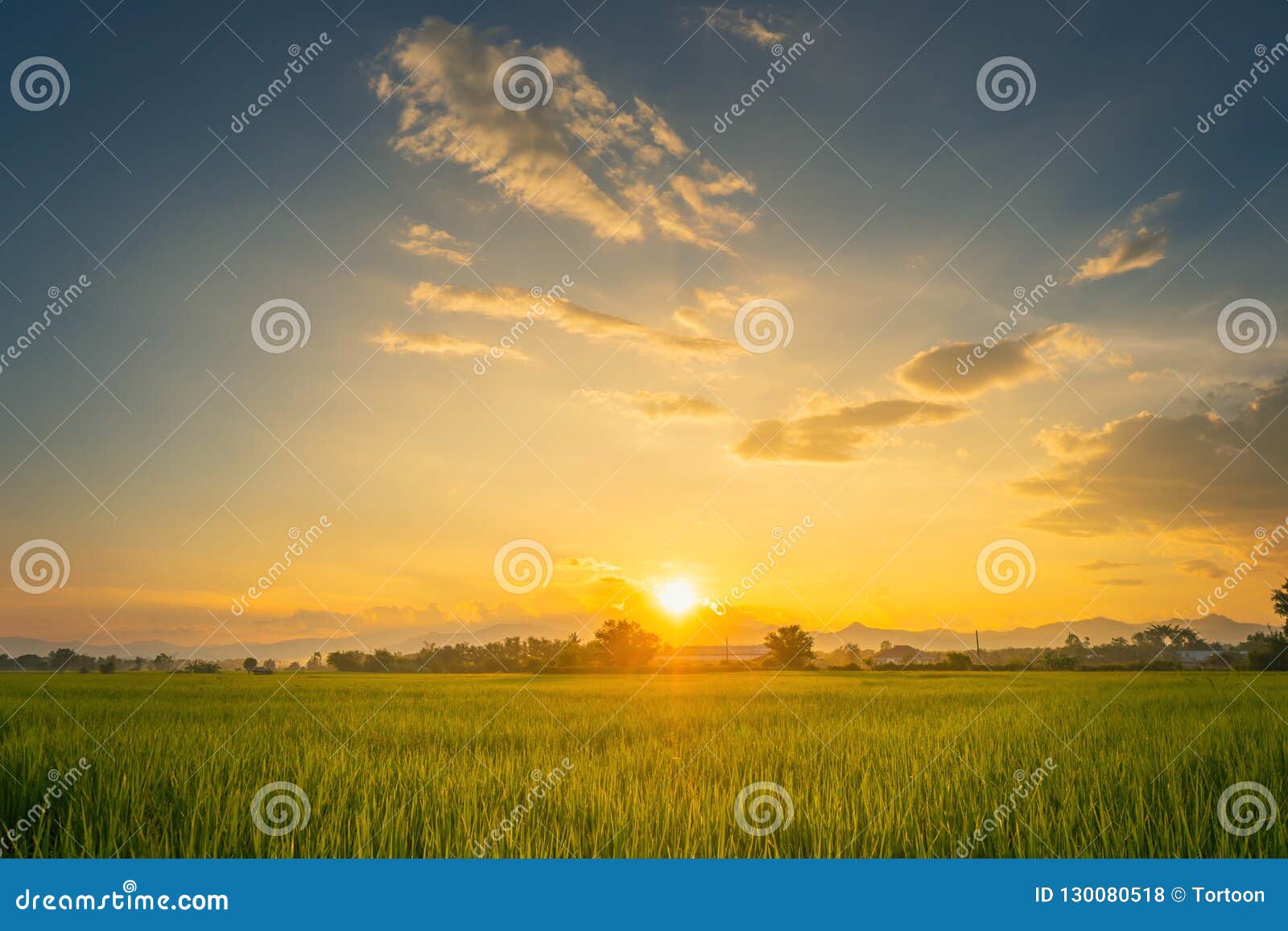 Beautiful Rice Field and Sunset at Thailand. Stock Photo - Image of ...