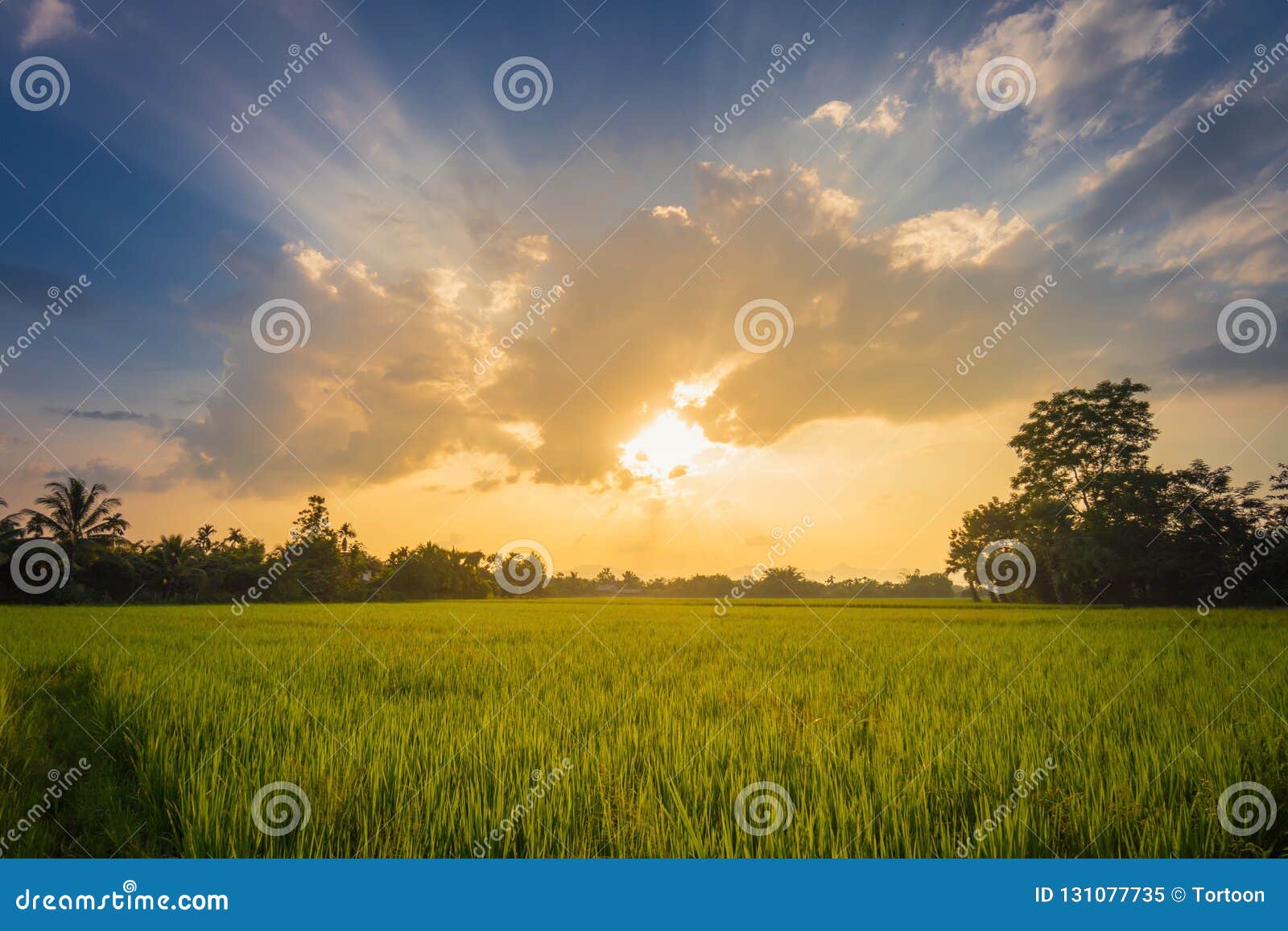 Beautiful Rice Field and Sunset at Thailand. Stock Image - Image of ...