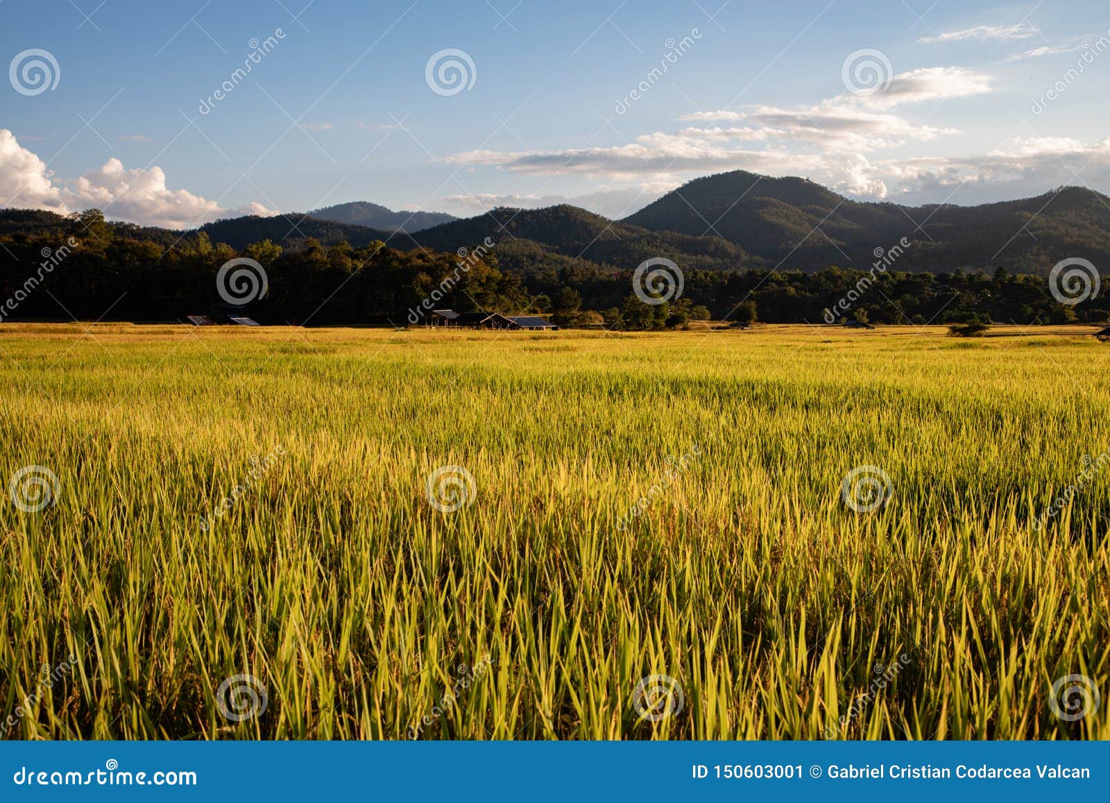 Beautiful Rice Field during Sunset in Thailand Stock Image - Image of ...