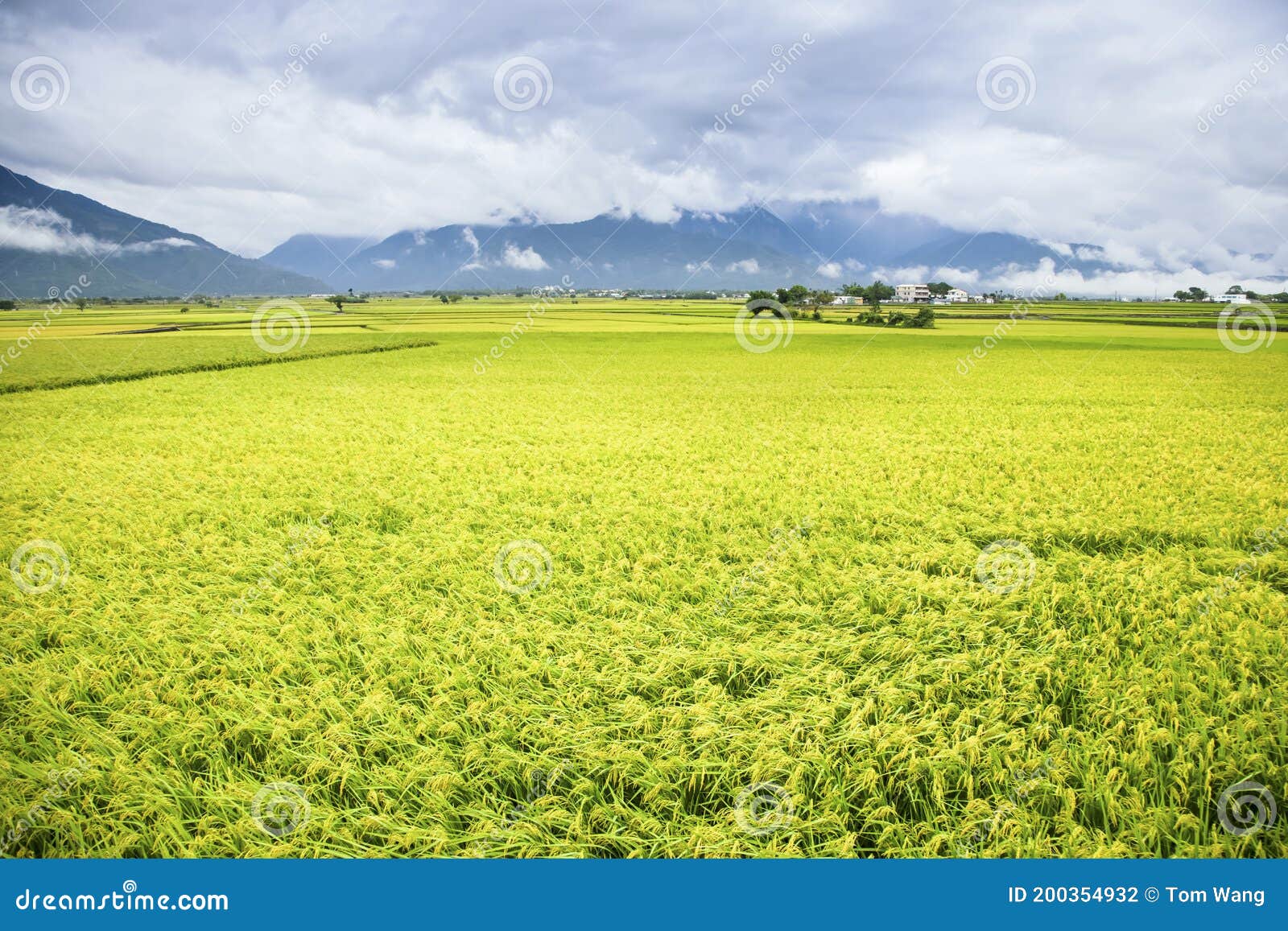 Beautiful Rice Field in Taiwan Stock Photo - Image of agriculture ...