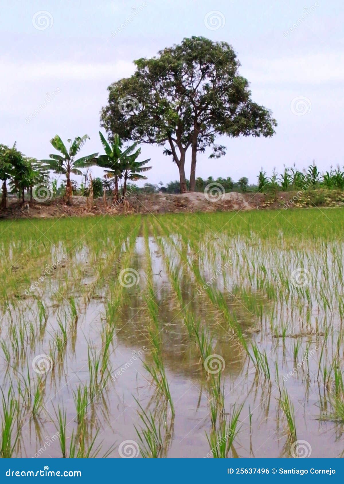 Beautiful Rice Field with Trees As Background Stock Photo - Image of ...