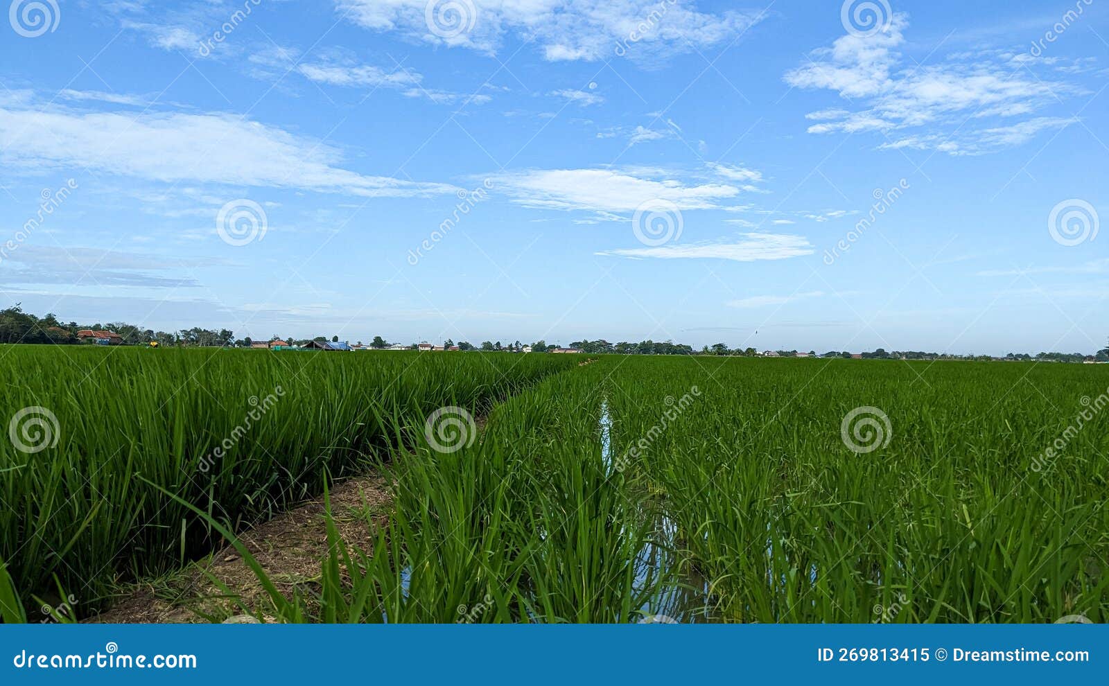Beautiful Rice Field View with Blue Sky Stock Image - Image of grass ...