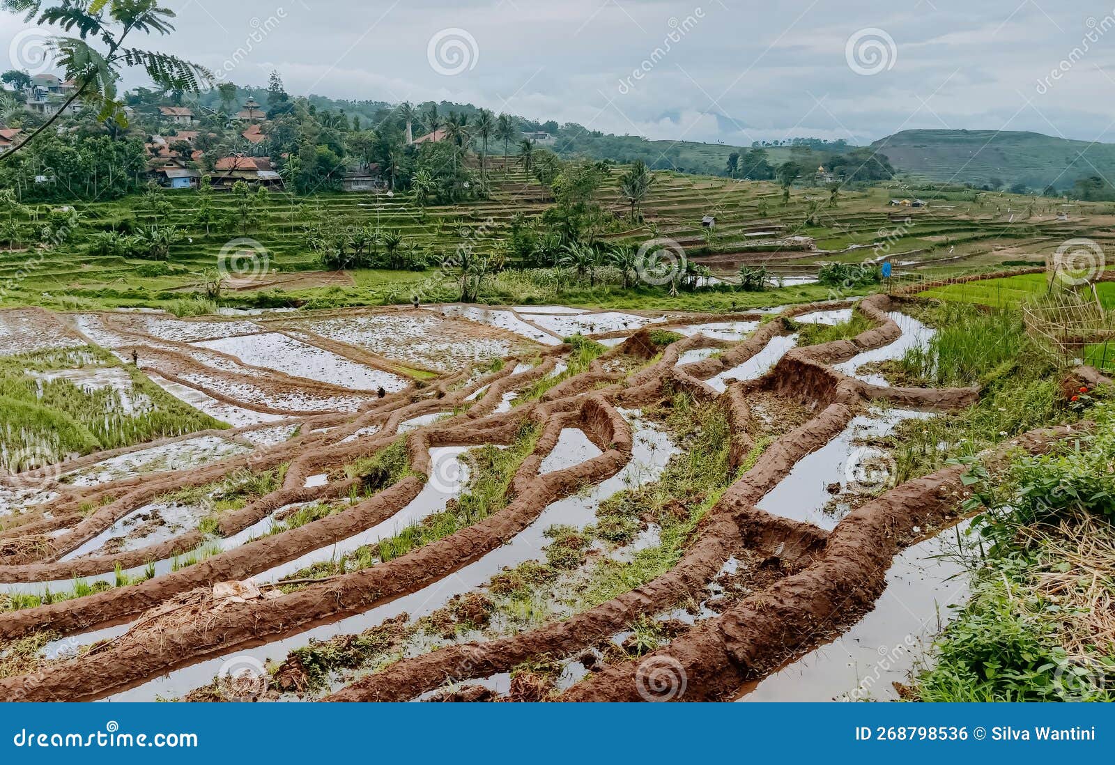 Beautiful Rice Field View. City of Cicalengka December 28, 2022, at 22: ...