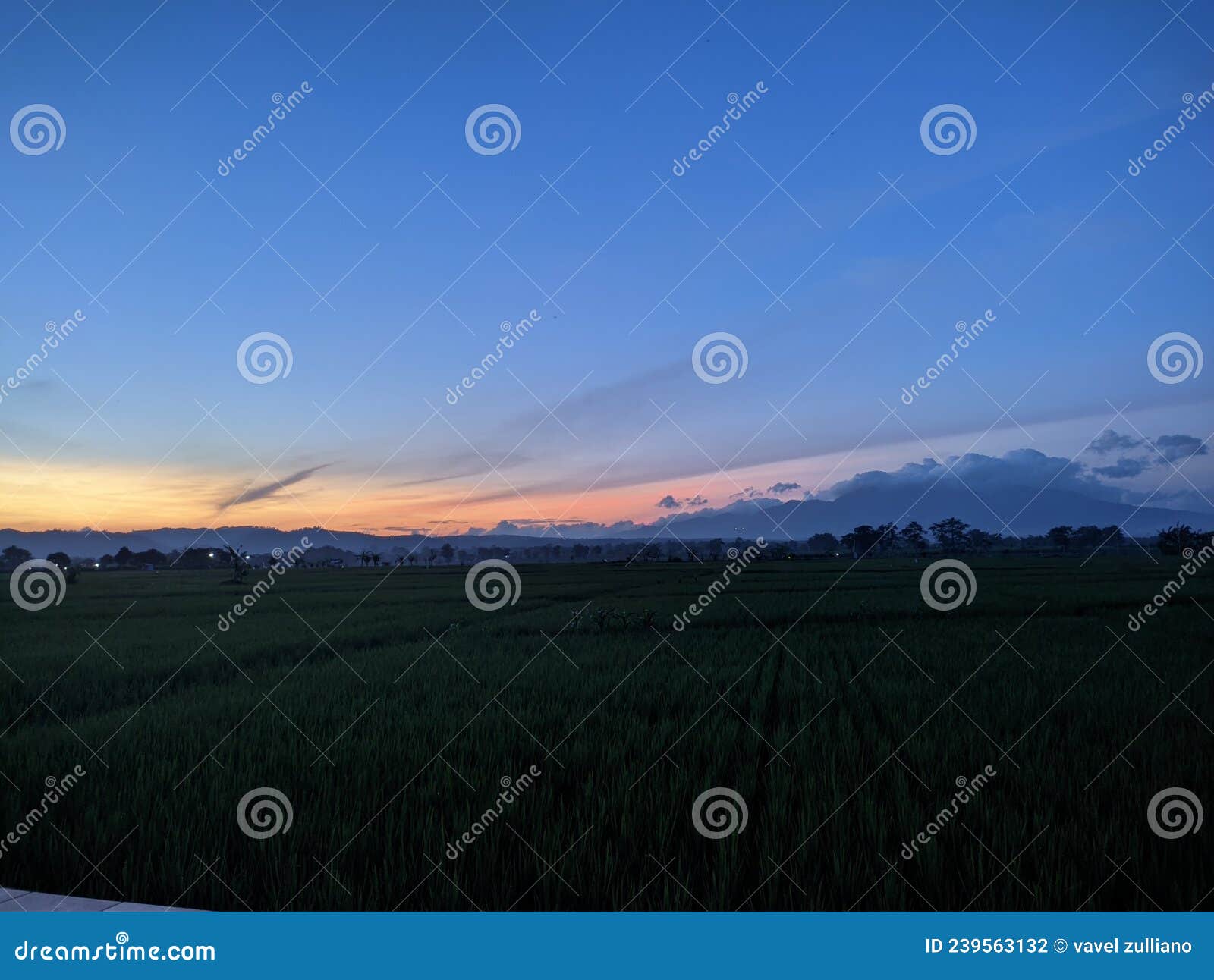 Beautiful Rice Field View with Mountain at Sunset Stock Photo - Image ...