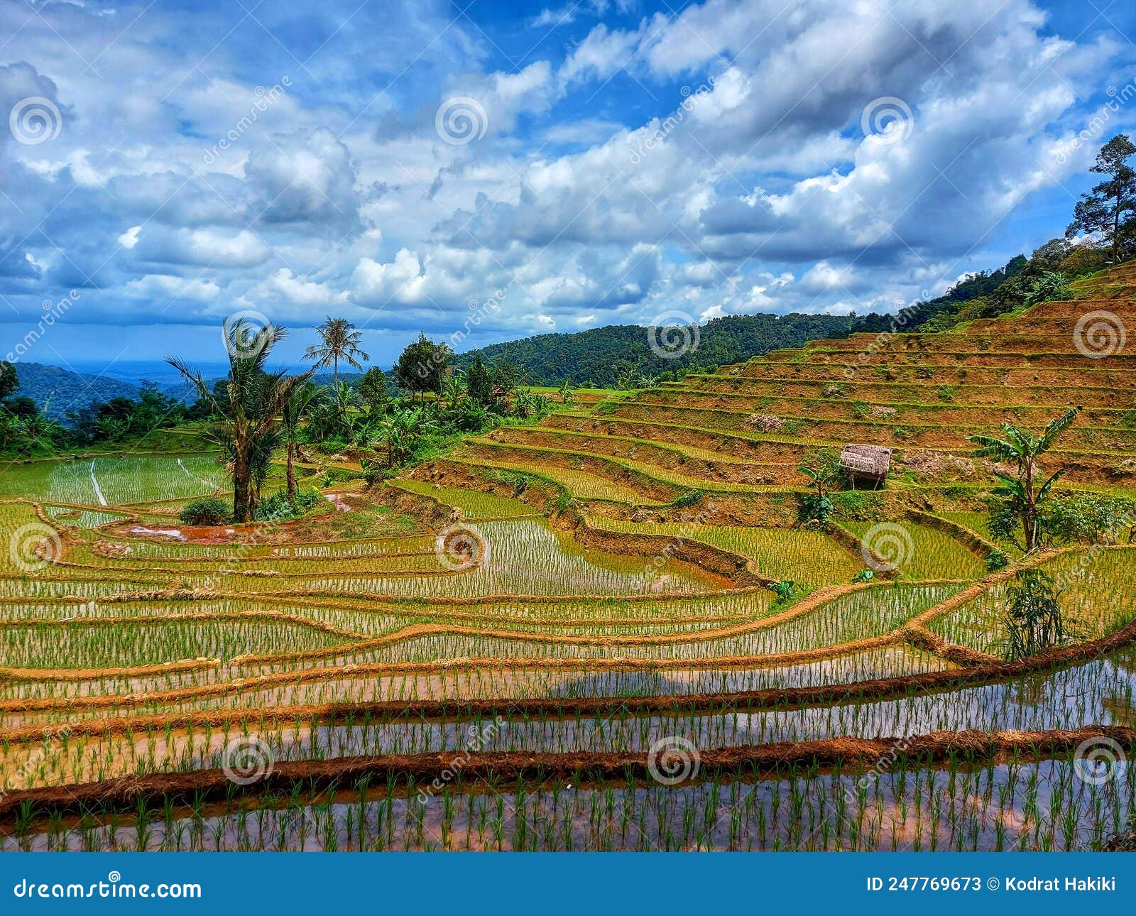 Beautiful Rice Field View, Nice Cloud Stock Image - Image of nature ...
