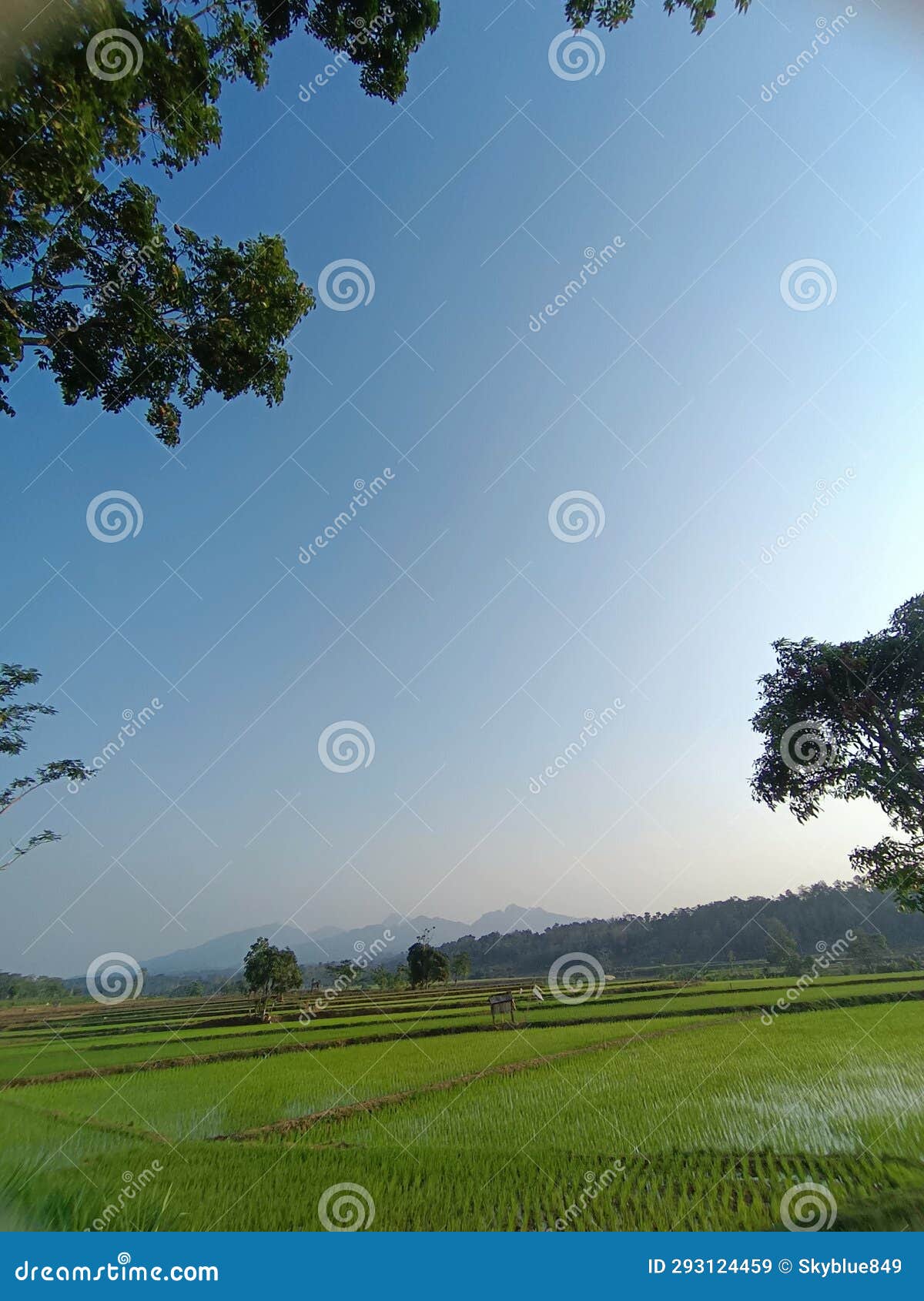 Beautiful Rice Field Views in Indonesia Stock Image - Image of nature ...