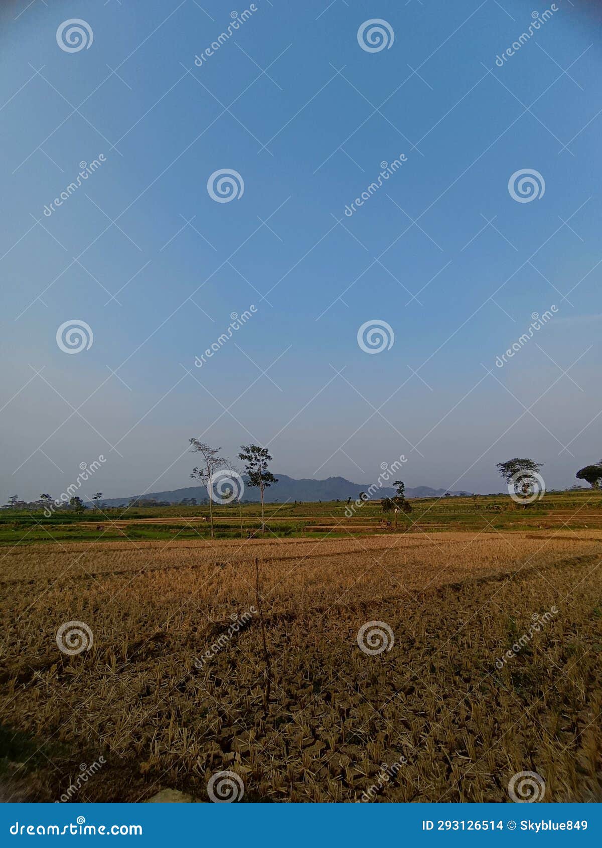 Beautiful Rice Field Views in Indonesia Stock Photo - Image of rice ...