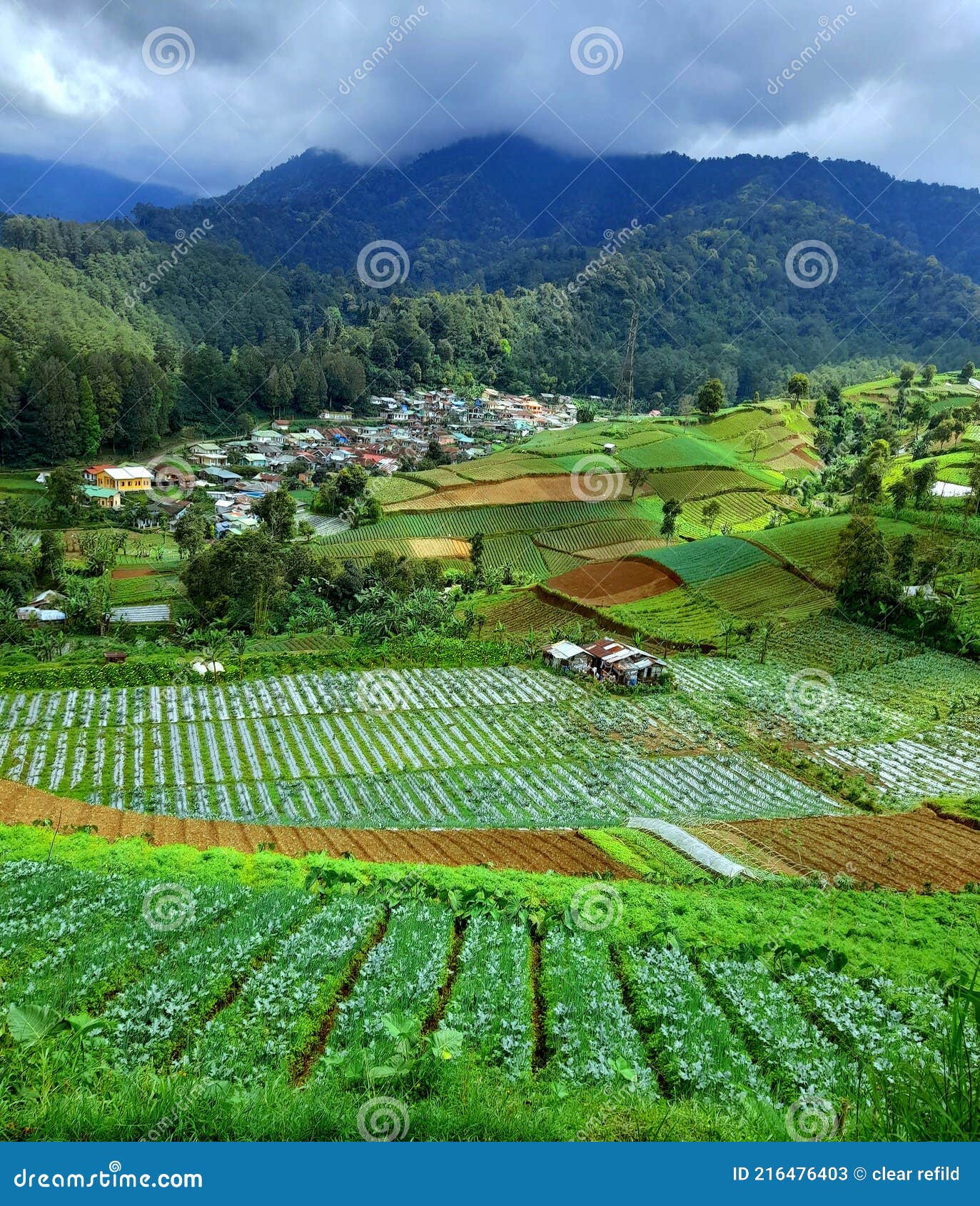 Beautiful rice fields stock image. Image of mountain - 216476403