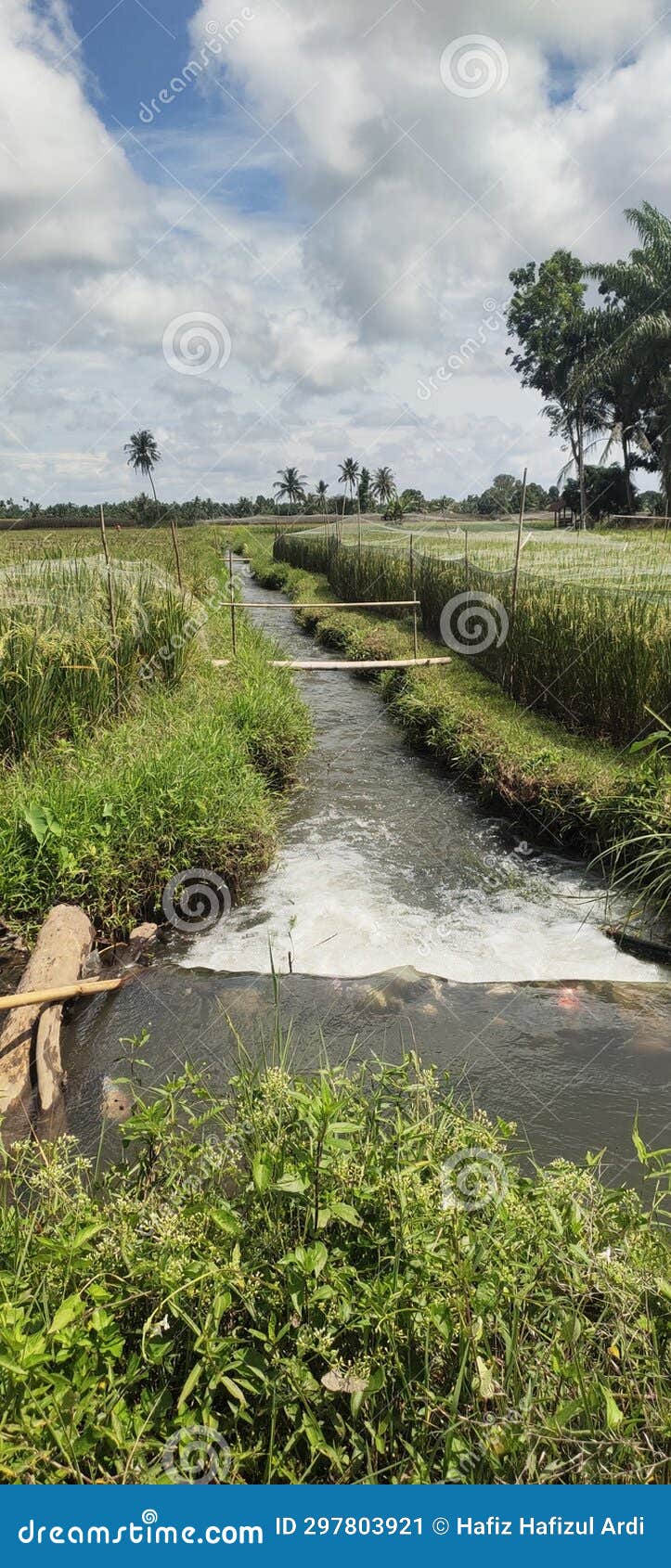 Beautiful rice fields stock image. Image of garden, reservoir - 297803921