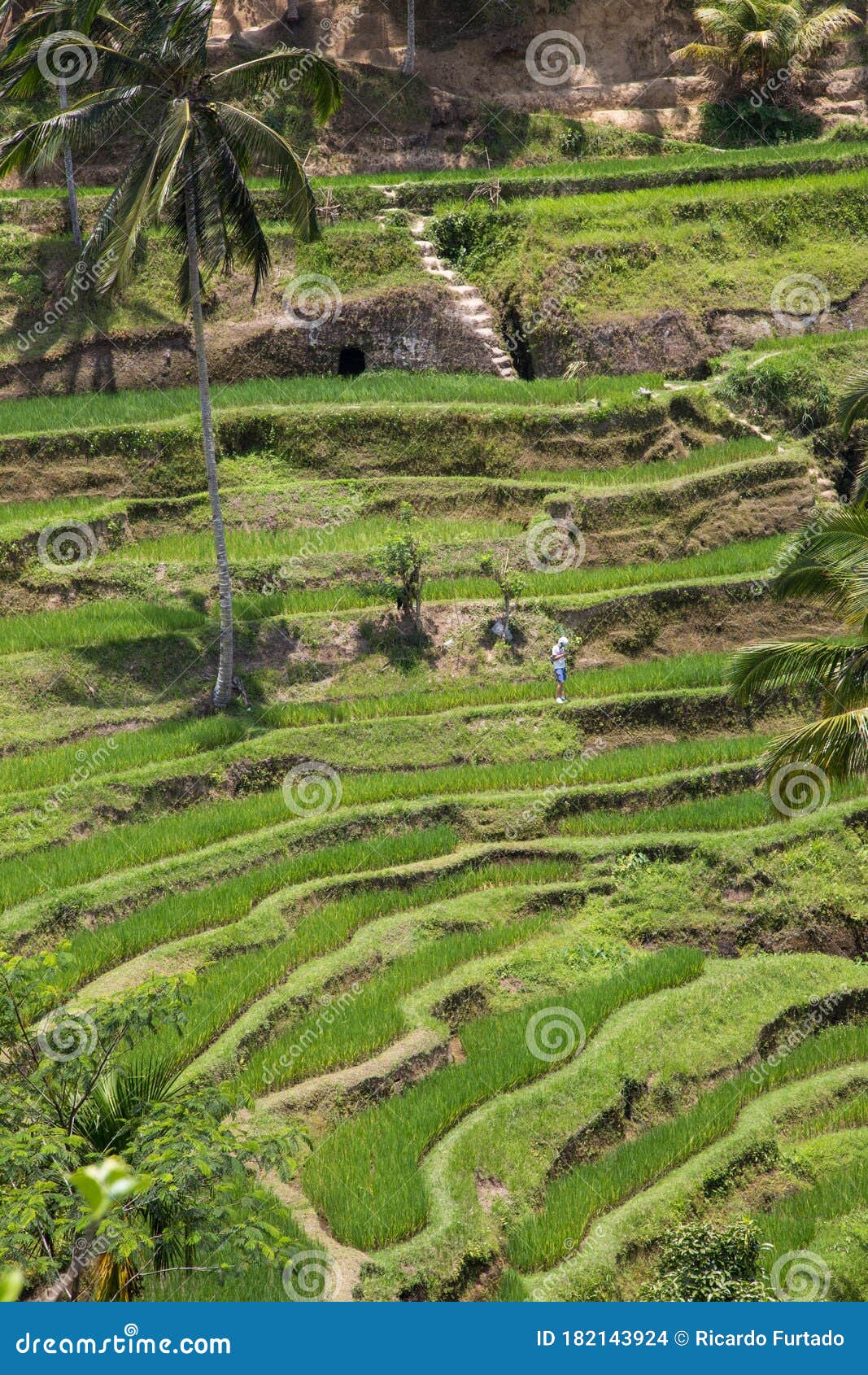Rice fields in Bali stock photo. Image of bali, asian - 182143924