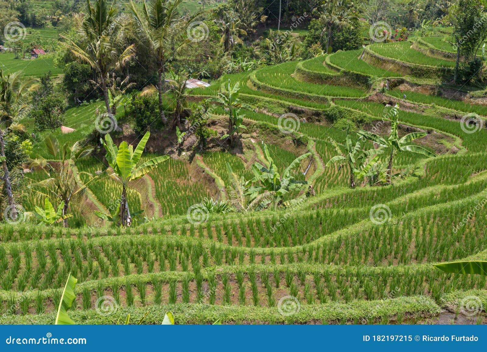 Rice fields in Bali stock image. Image of tropical, asian - 182197215