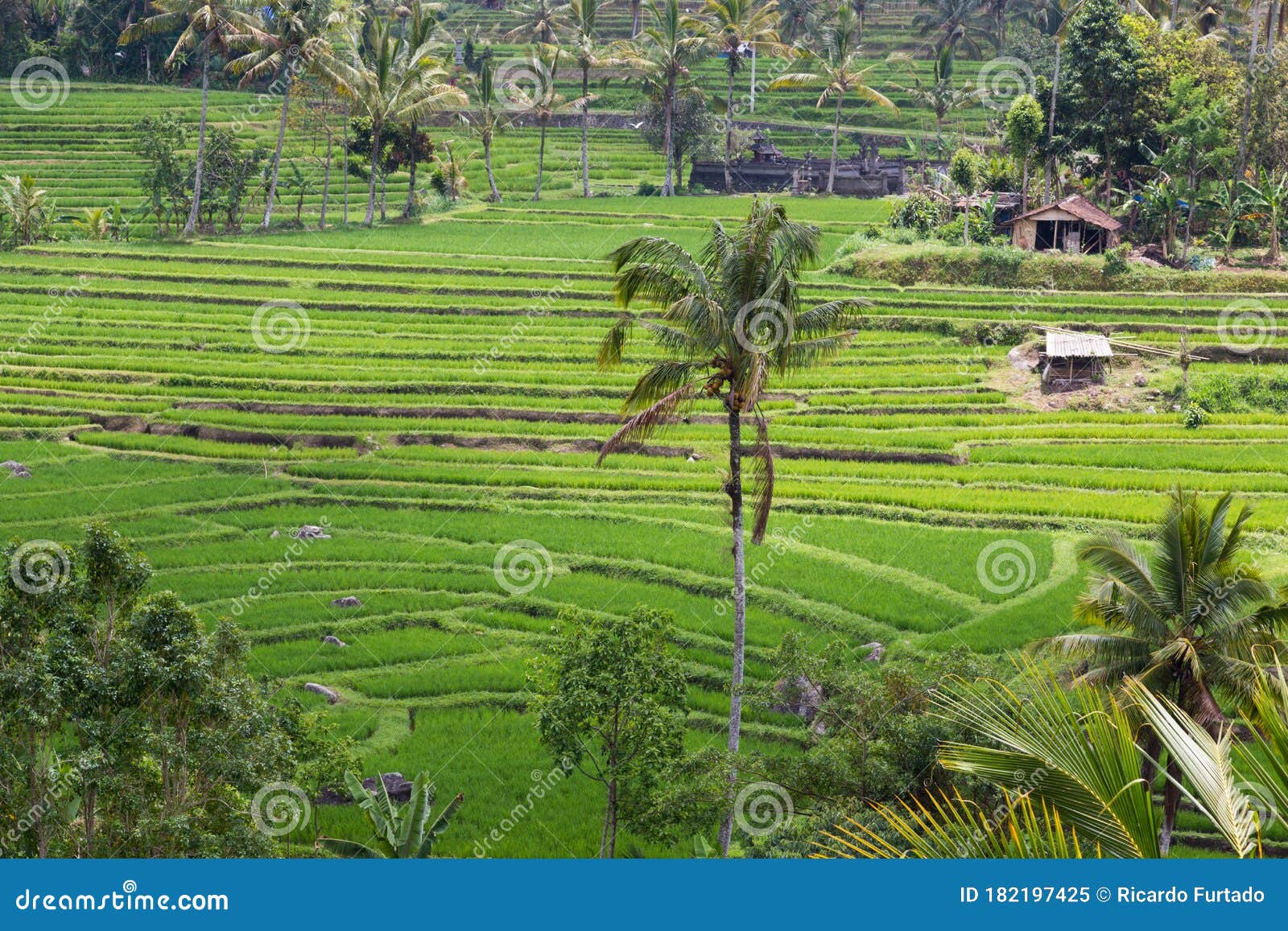 Rice fields in Bali stock image. Image of bali, road - 182197425