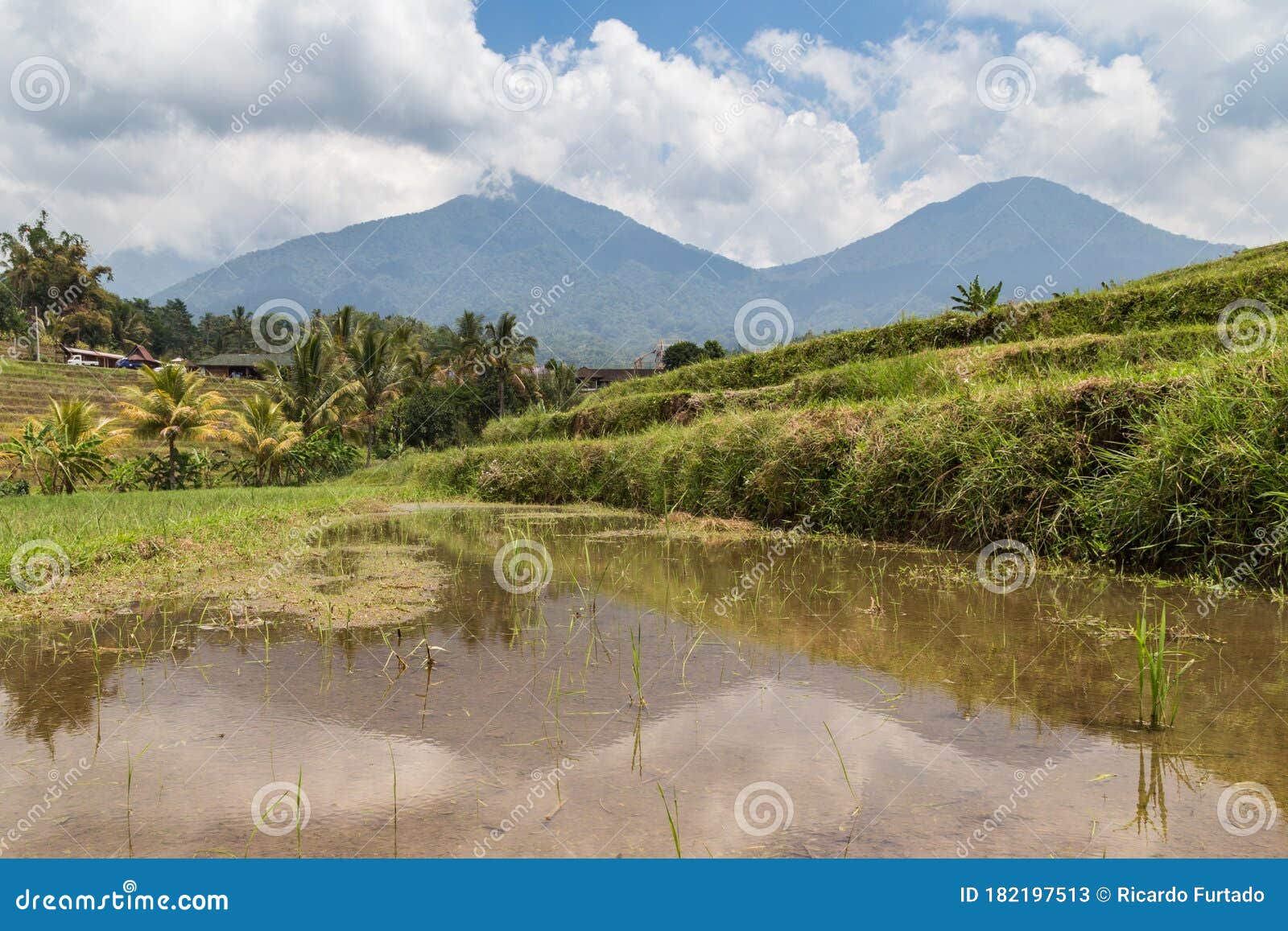 Rice fields in Bali stock image. Image of tropical, hotel - 182197513