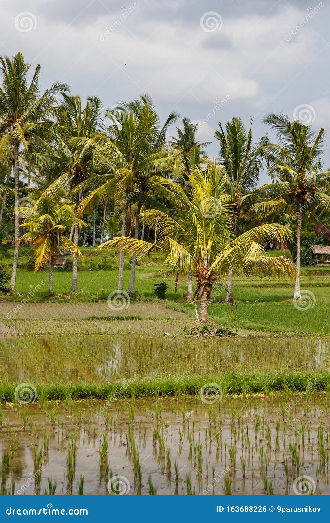 Beautiful Rice Fields in Bali, Indonesia Stock Photo - Image of farm ...
