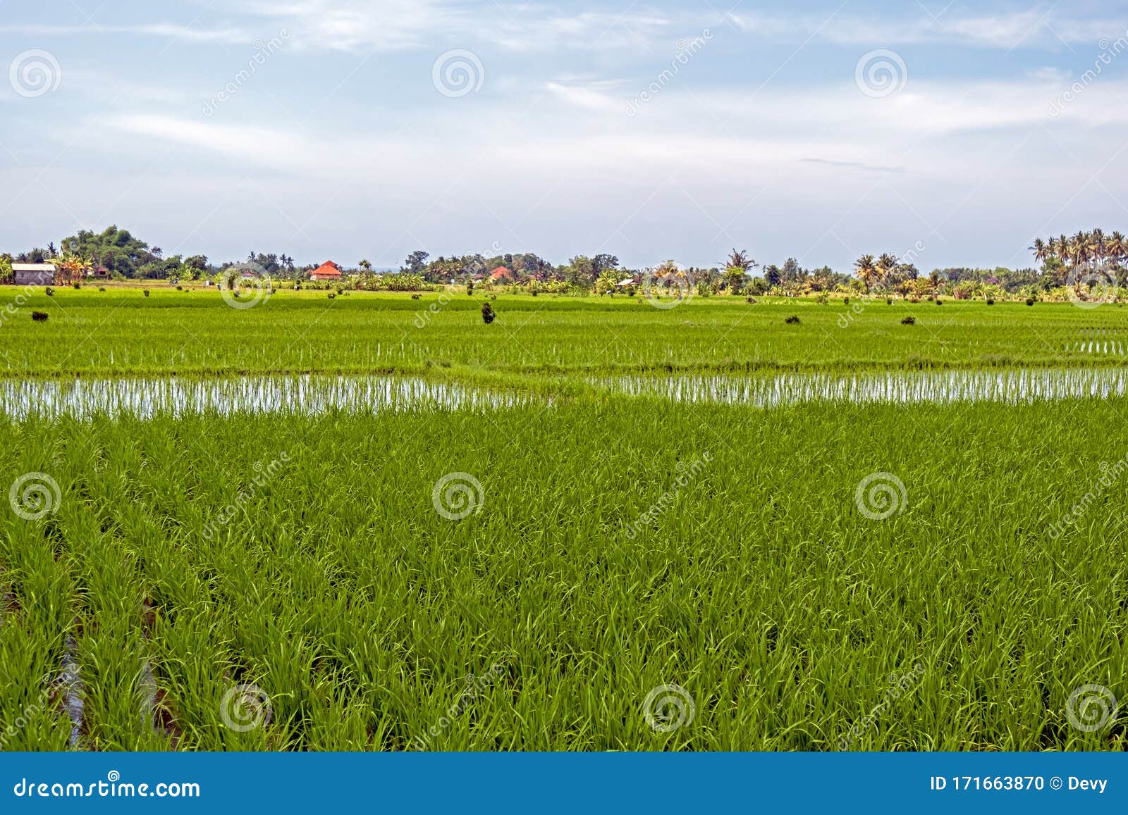 Beautiful Rice Fields on Bali in Indonesia Stock Photo - Image of ...