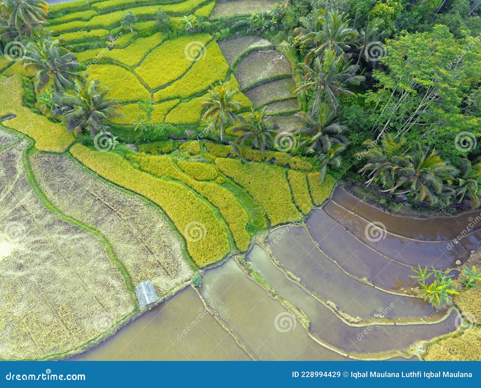 Beautiful Rice Fields Captured Using a Drone Stock Image - Image of ...