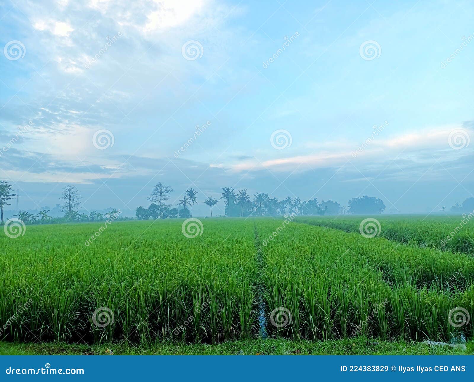 Beautiful Rice Fields and Cold Skiesï¿¼ Editorial Stock Image - Image ...