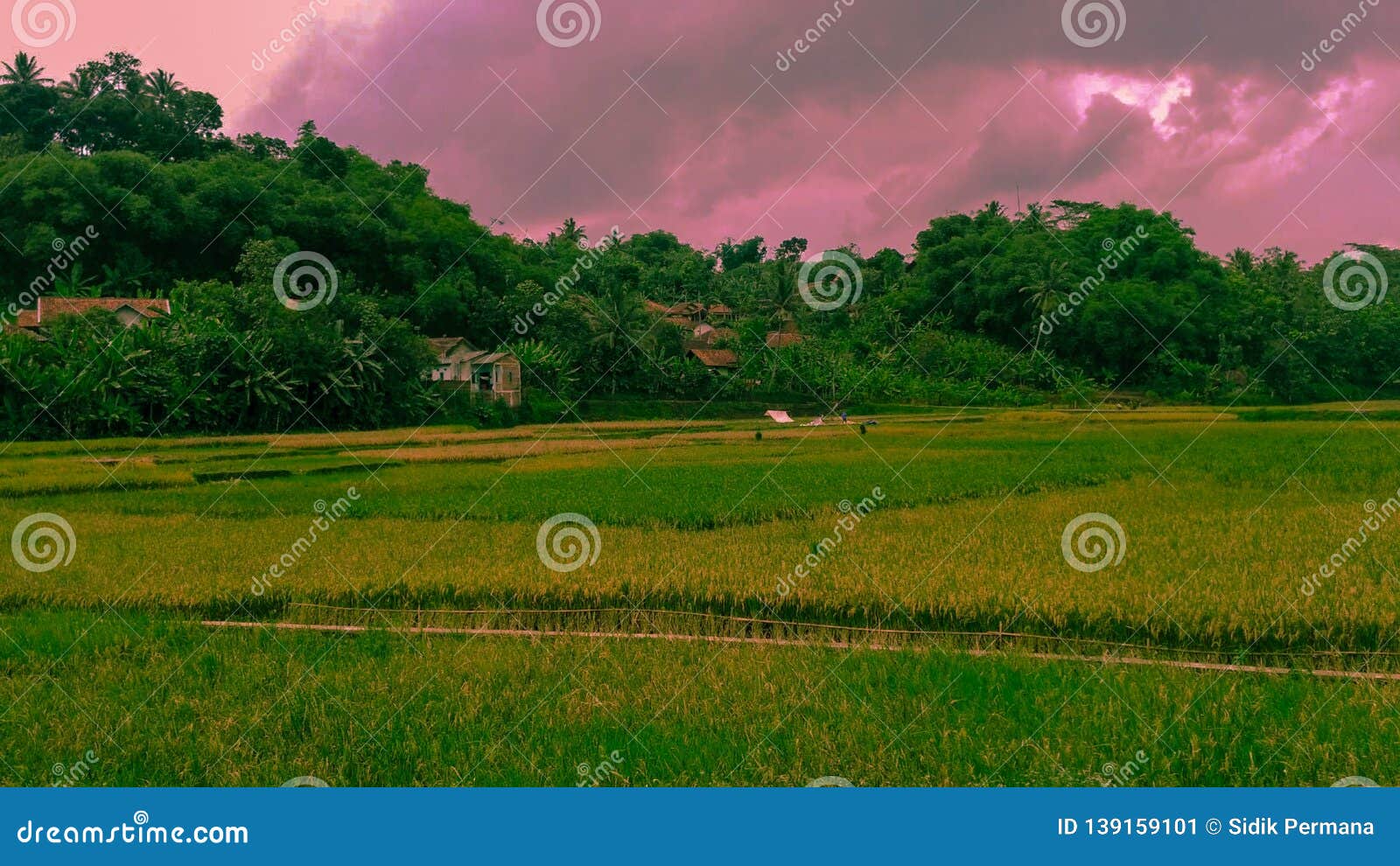 Beautiful of Rice Fields and Greenery Extends with Pastel Clouds. Stock ...