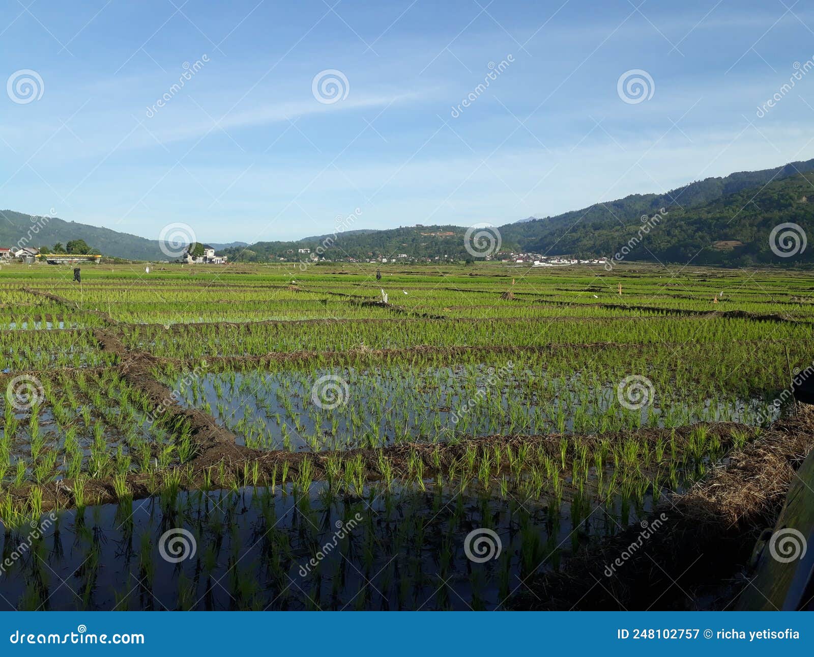 Beautiful Rice Fields in the Hills Stock Image - Image of meadow ...