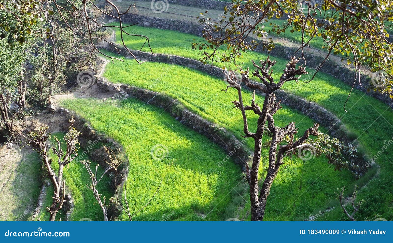 Step Farming In Bageshwar, Uttrakhand Stock Photo | CartoonDealer.com ...