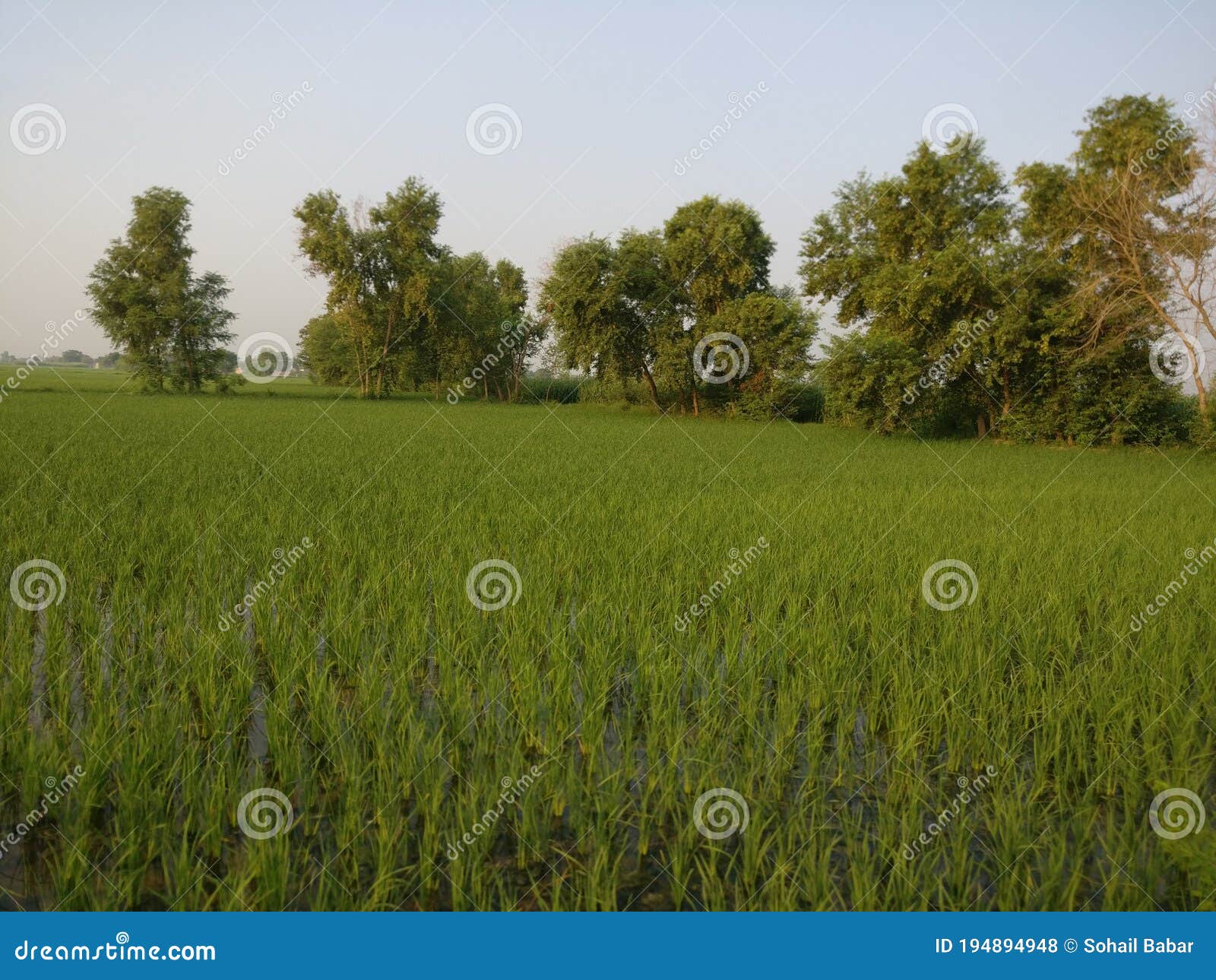 Beautiful Rice Fields Punjab Pakistan Stock Photo - Image of rice ...