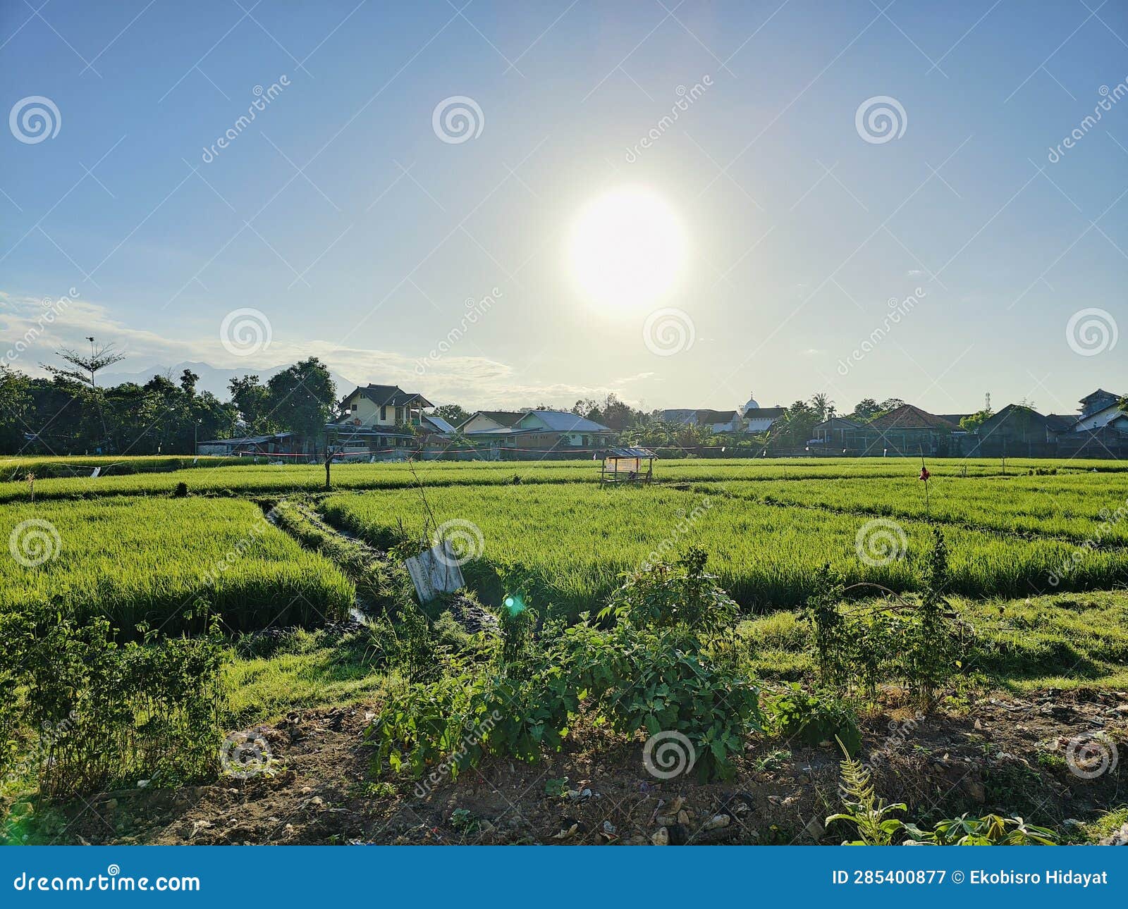 Beautiful Rice Fields in Remote Countryside Stock Image - Image of rice ...