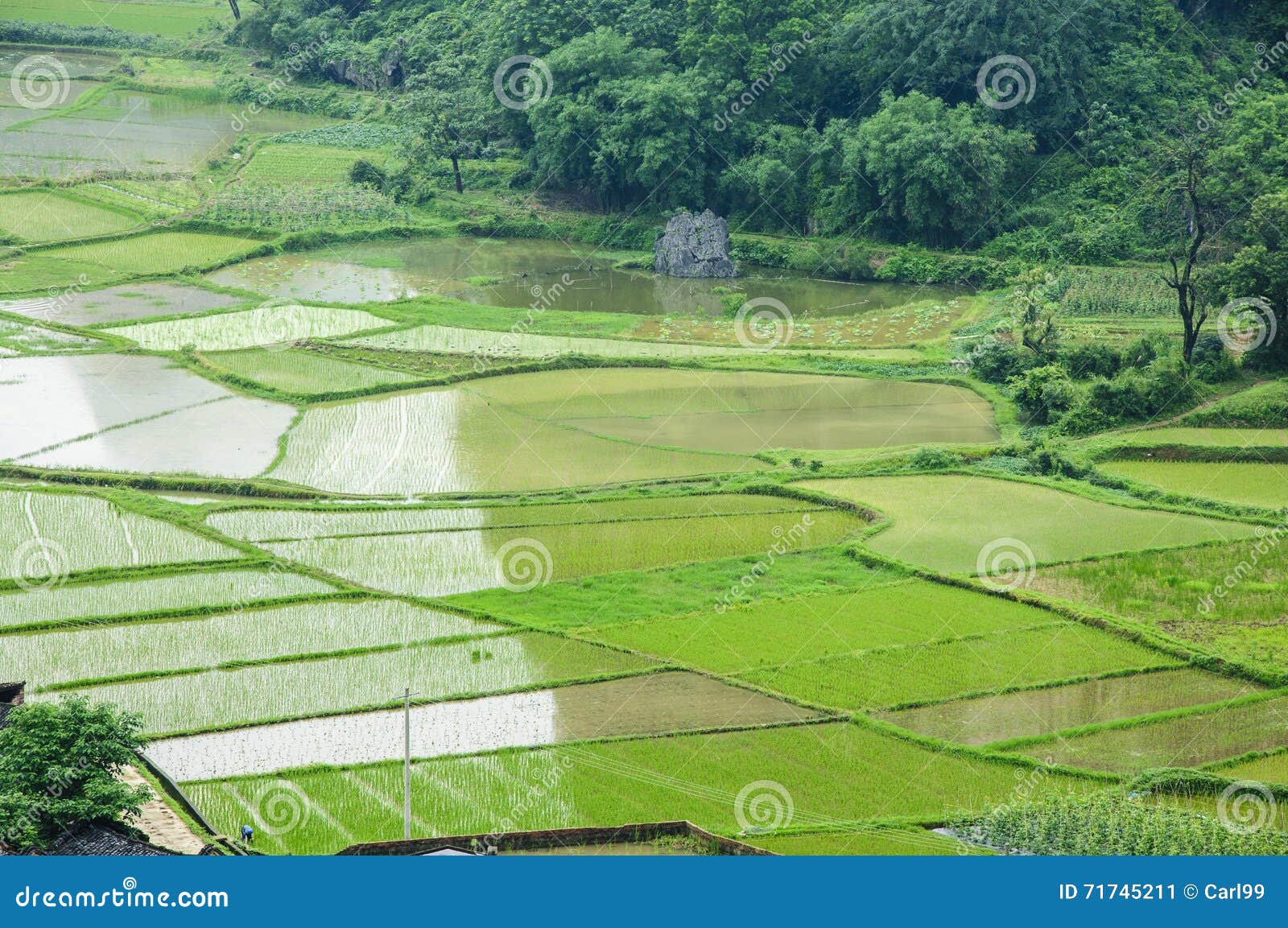 Beautiful Rice Fields Scenery in Spring Stock Image - Image of ...