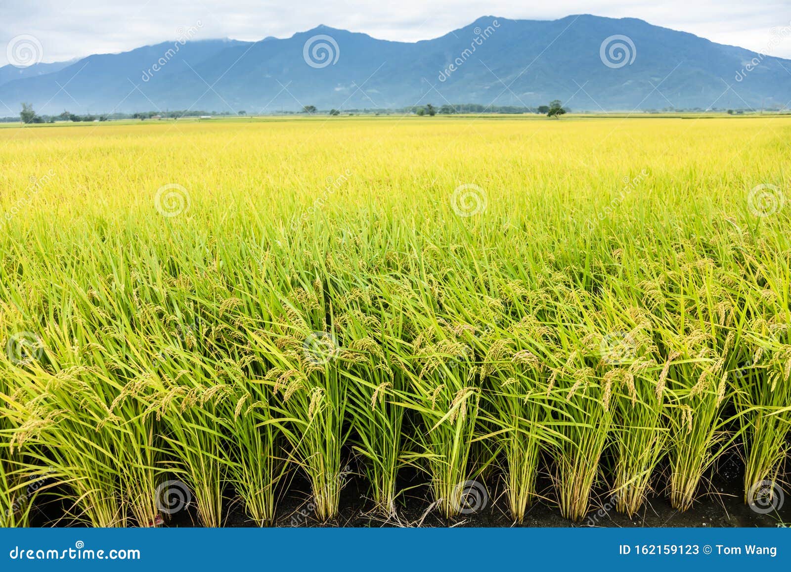 Beautiful Rice Fields in Taitung Taiwan Stock Image - Image of east ...
