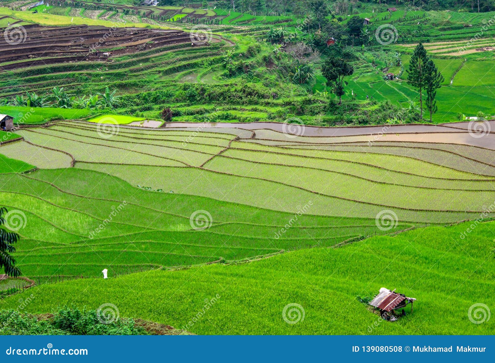 Beautiful Rice Fields, Tegal Regency, Indonesia. Stock Photo - Image of ...