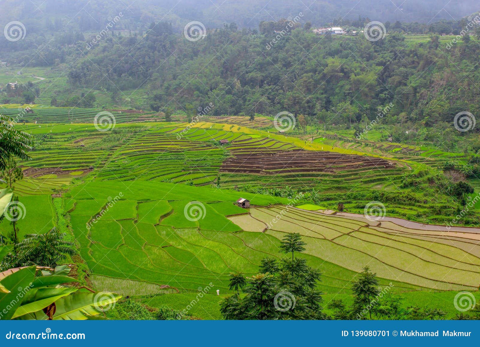 Beautiful Rice Fields, Tegal Regency, Indonesia. Stock Image - Image of ...