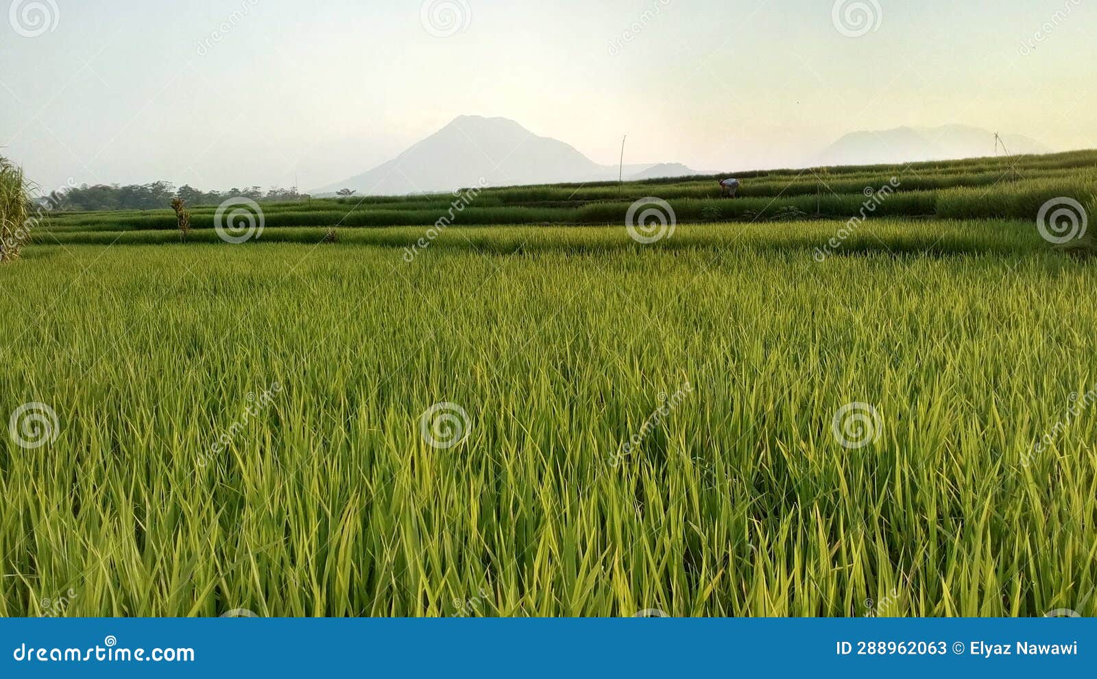 Beautiful Rice Fields and View Mountain Stock Image - Image of view ...