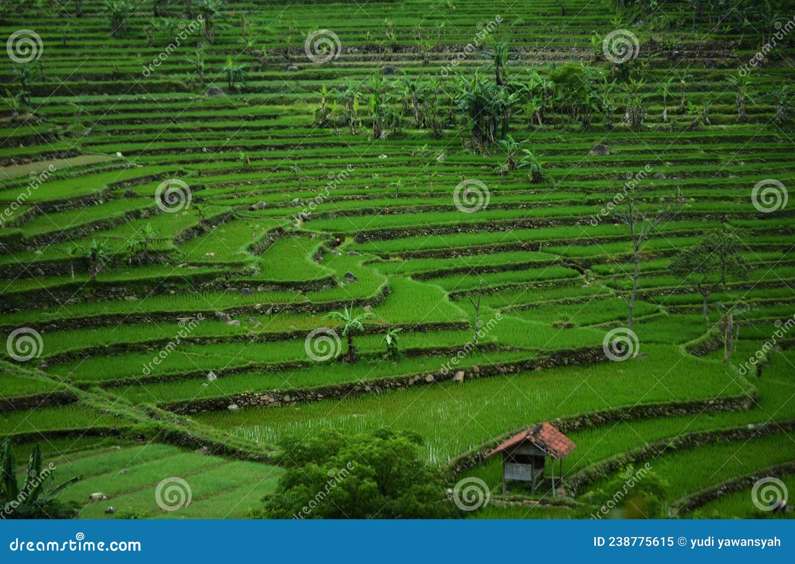 Beautiful Rice Garden in the Mount Stock Image - Image of beautiful ...