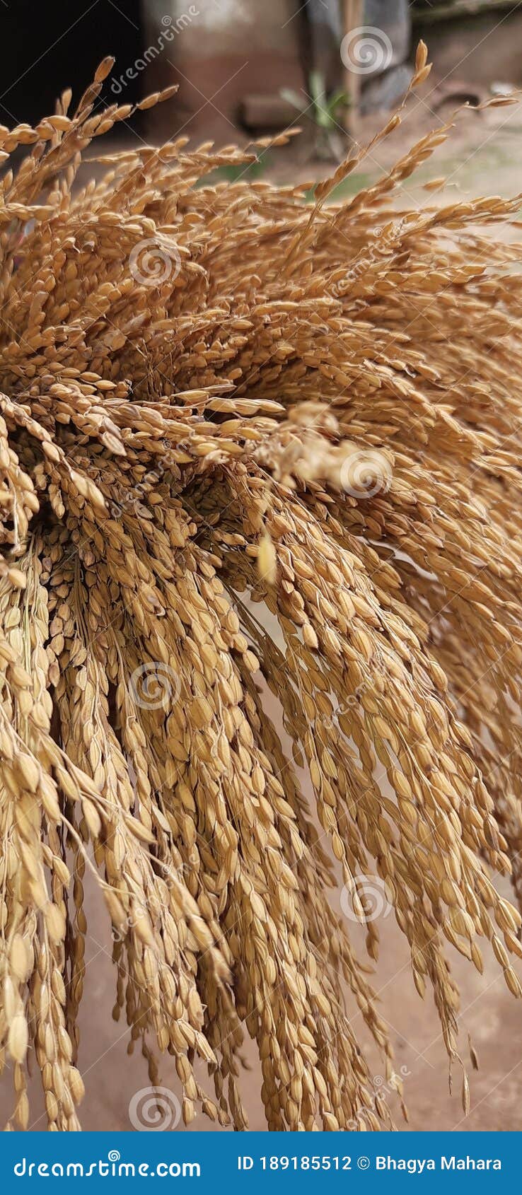 217 Rice Nature Images Hd Stock Photos - Free & Royalty-Free Stock ...