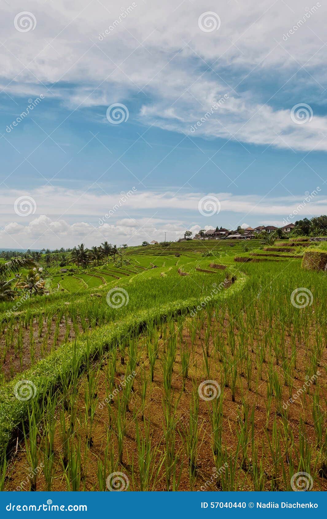 Beautiful rice paddies stock photo. Image of climate - 57040440