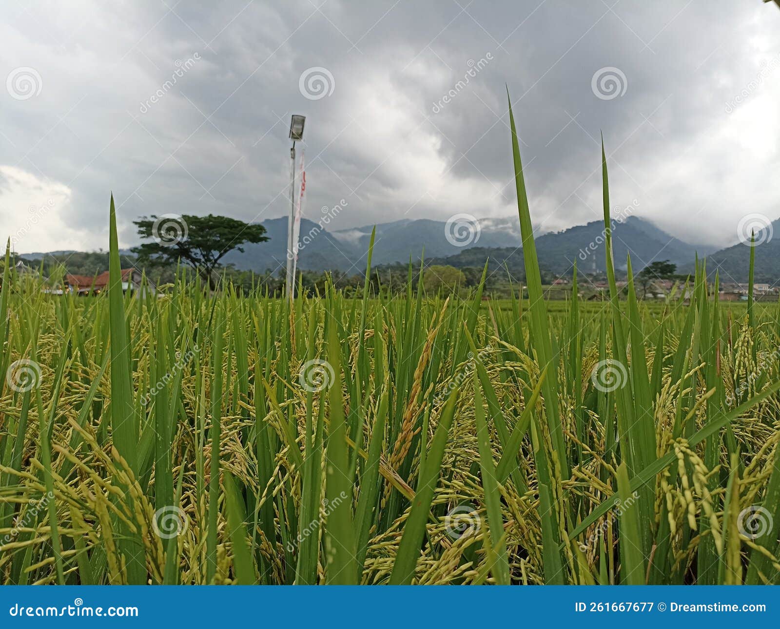 The Beautiful Rice Paddies Under the Mountain Feet Stock Image - Image ...