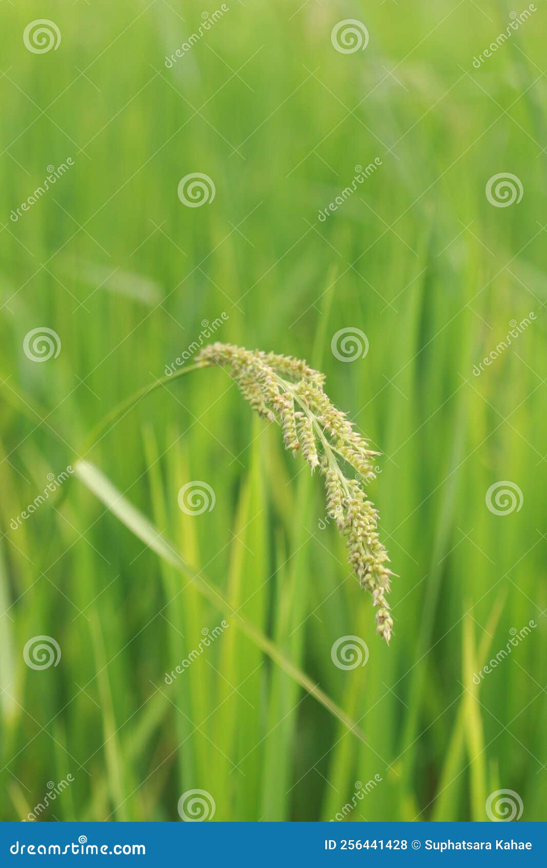Beautiful Rice Plant in the Middle of the Field Stock Photo - Image of ...