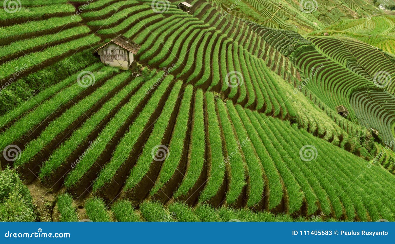 Beautiful Rice Terraced Fields in Indonesia Stock Image - Image of ...