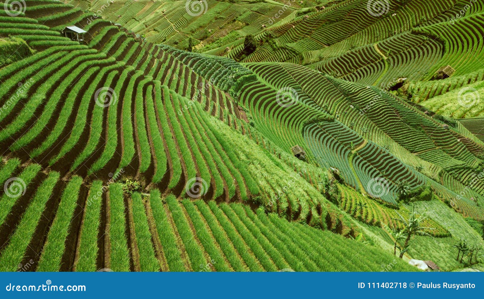 Beautiful Rice Terraced Fields in Indonesia Editorial Stock Photo ...