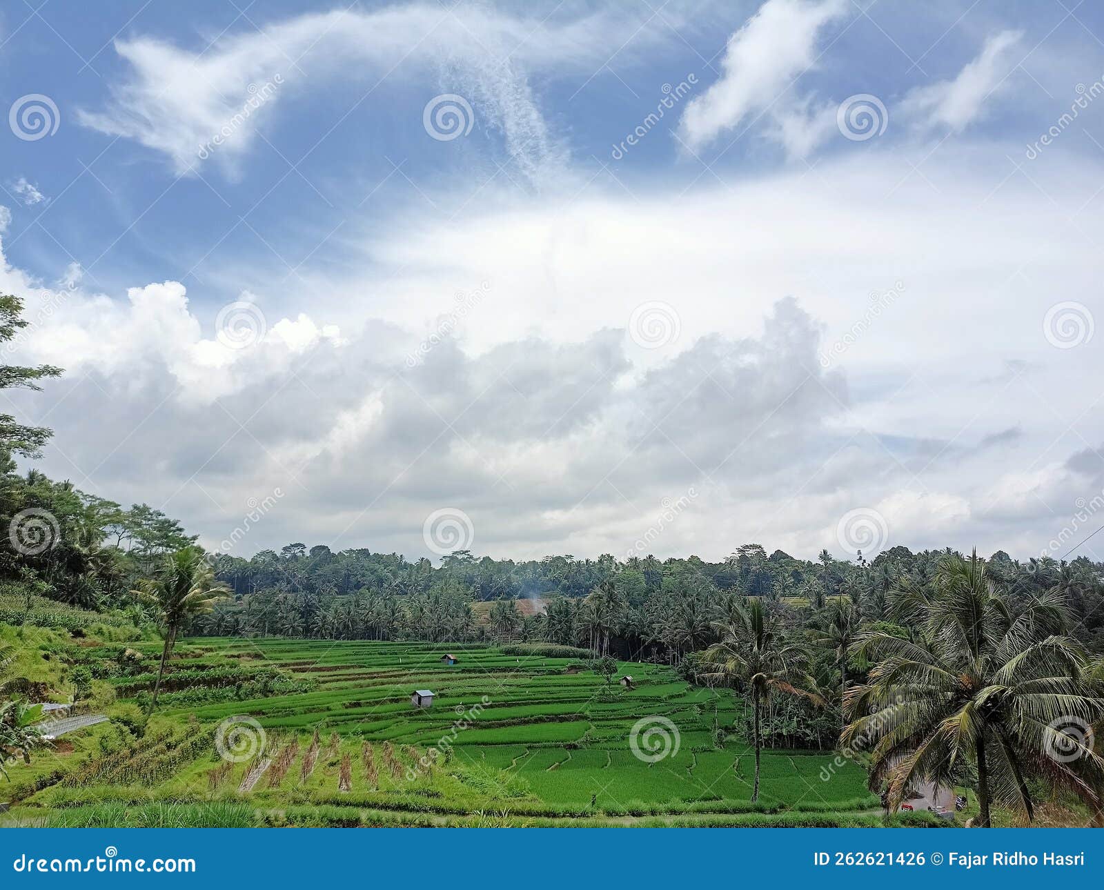 Beautiful ricefield view stock photo. Image of view - 262621426